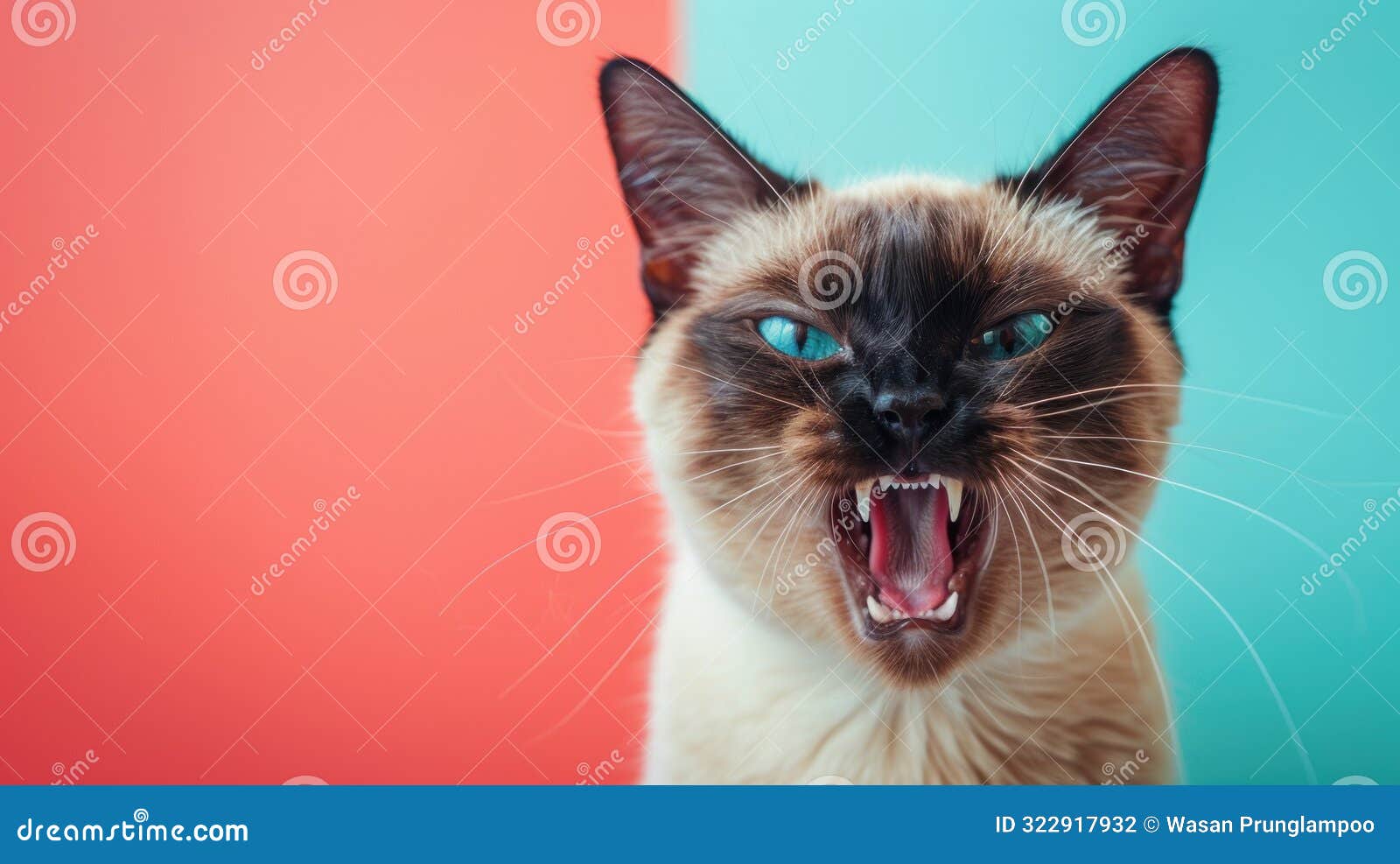 Siamese, Angry Cat Baring Its Teeth, Studio Lighting Pastel Background ...