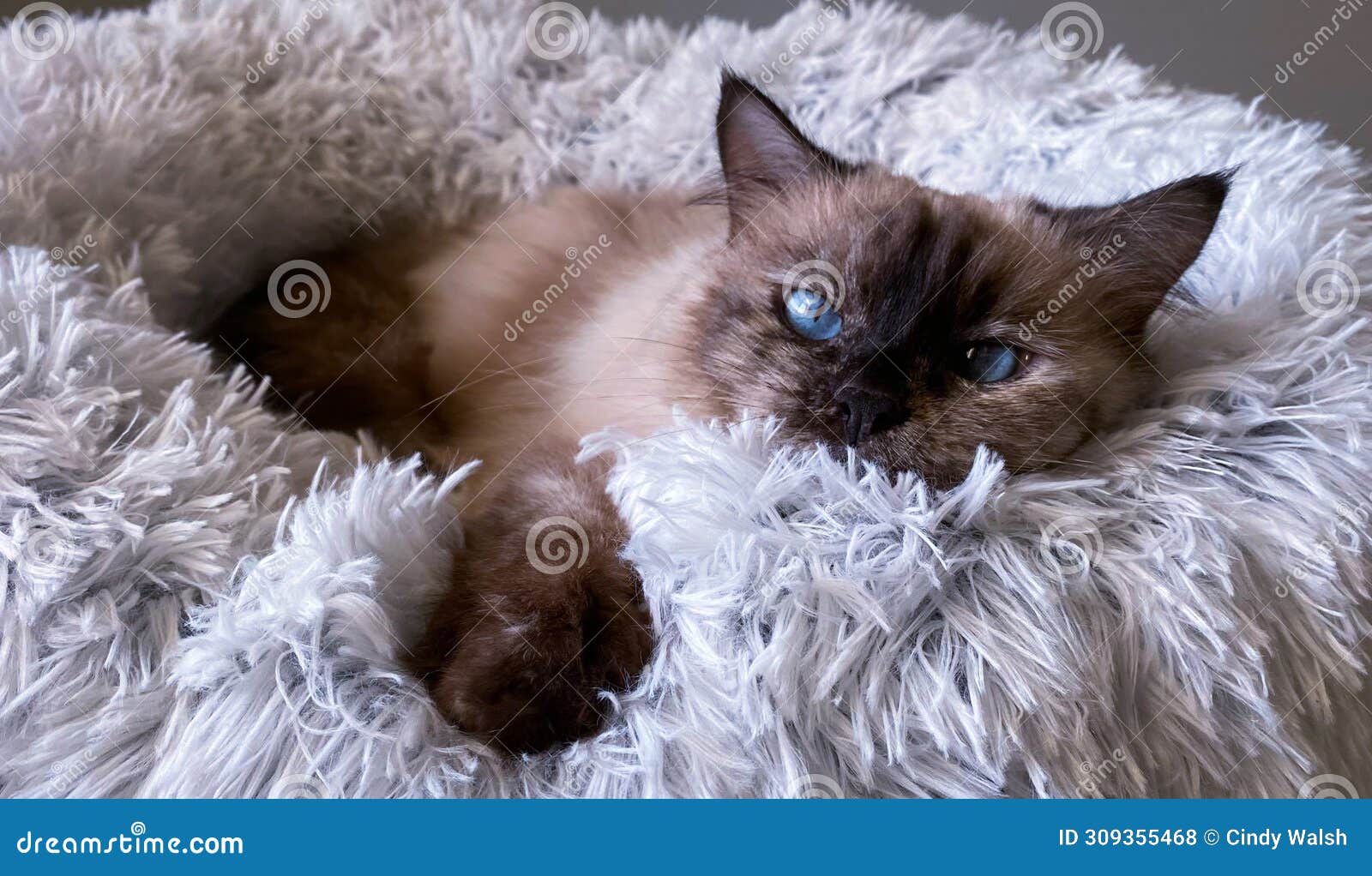 Siamese beauty stock photo. Image of resting, laying - 309355468