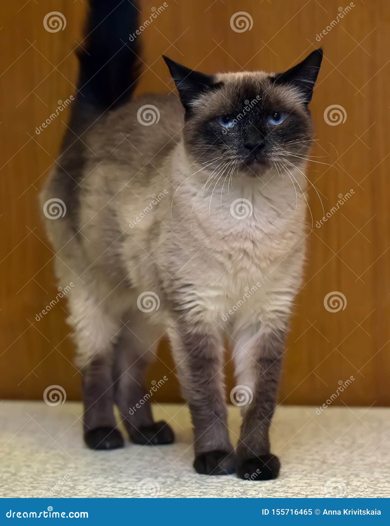 Siamese Cat With Blue Eye Sitting On White Background. Blue Diamond Cat ...