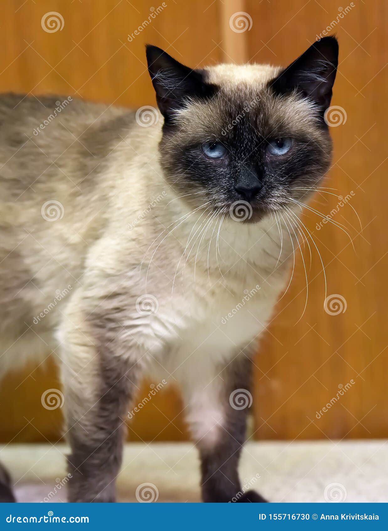 Siamese Cat With Blue Eye Sitting On White Background. Blue Diamond Cat ...