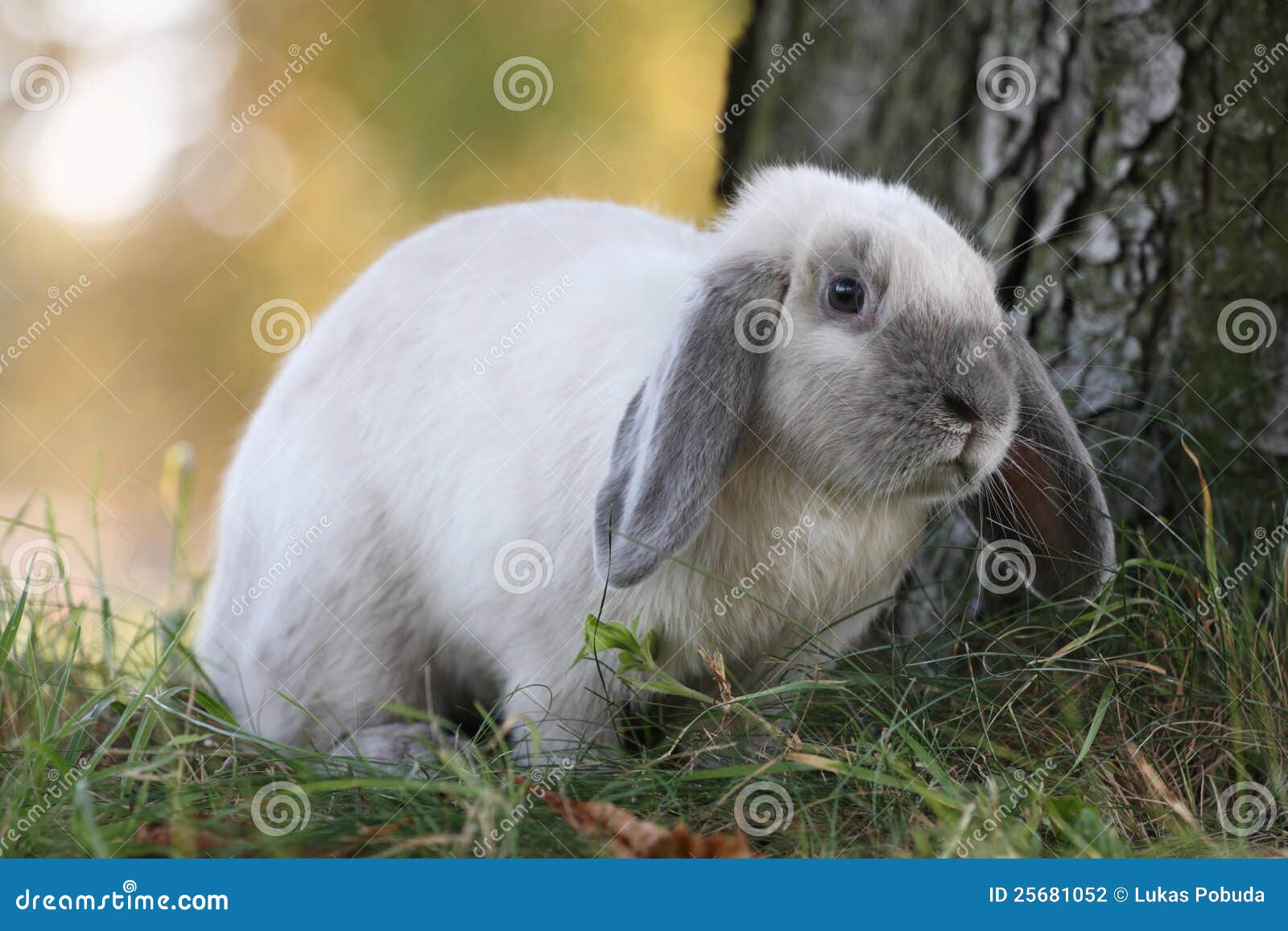 Siamese-blue Rabbit stock photo. Image of countryside - 25681052