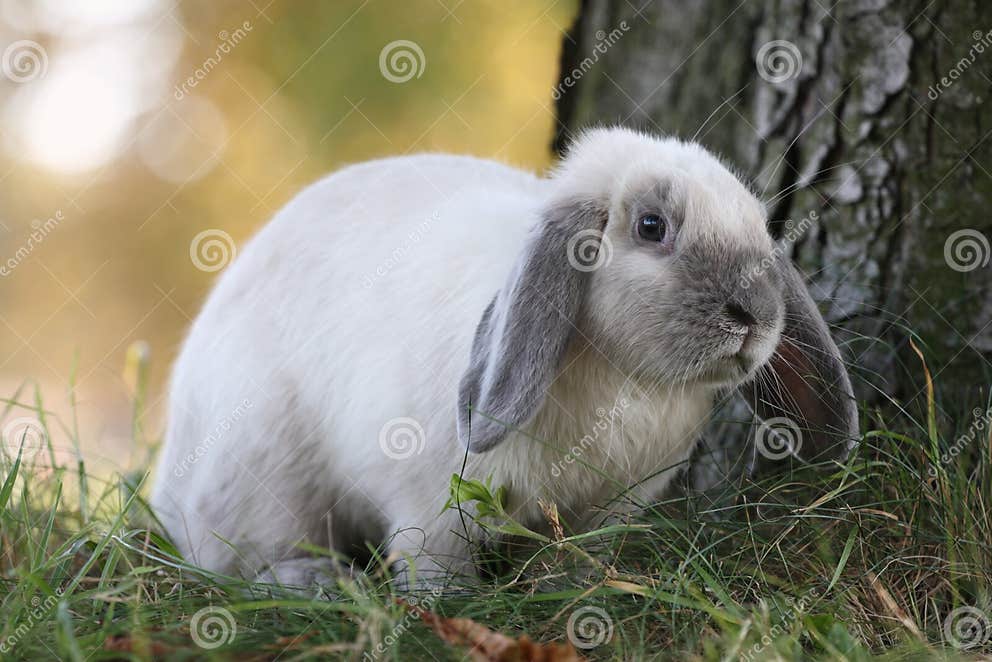 Siamese-blue Rabbit stock photo. Image of countryside - 25681052