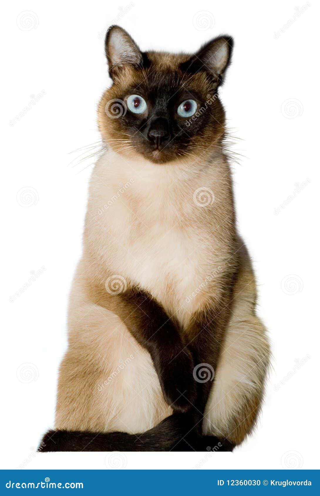Siamese cat stock photo. Image of pussycat, furry, hair - 12360030