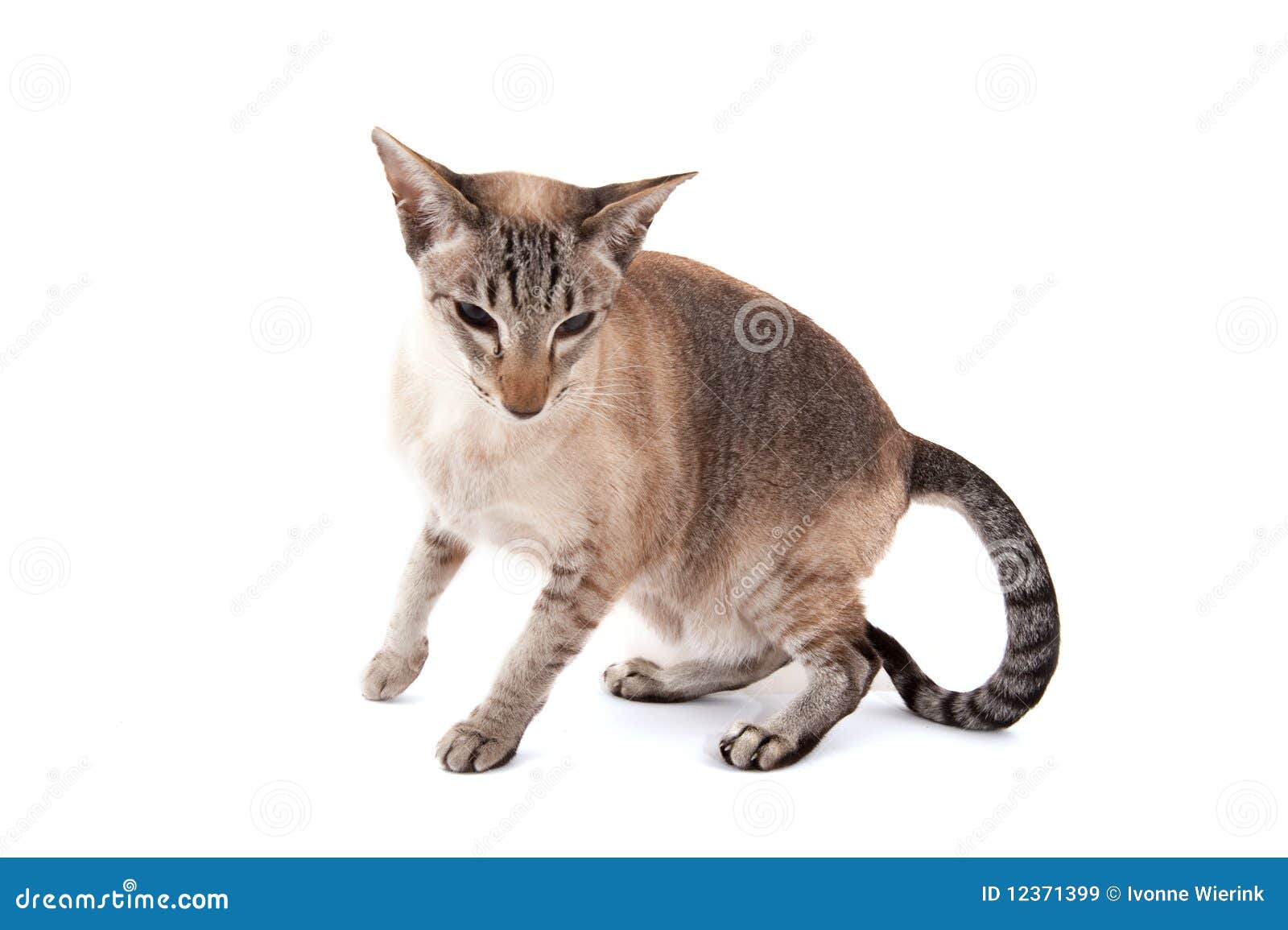 Siamese cat stock image. Image of isolated, breed, striped - 12371399