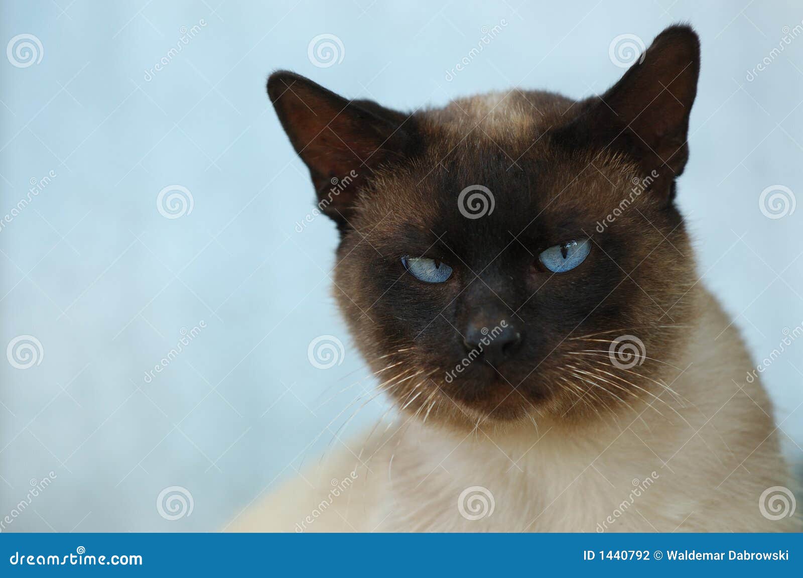 Siamese cat stock photo. Image of pure, siam, kitten, outdoor - 1440792