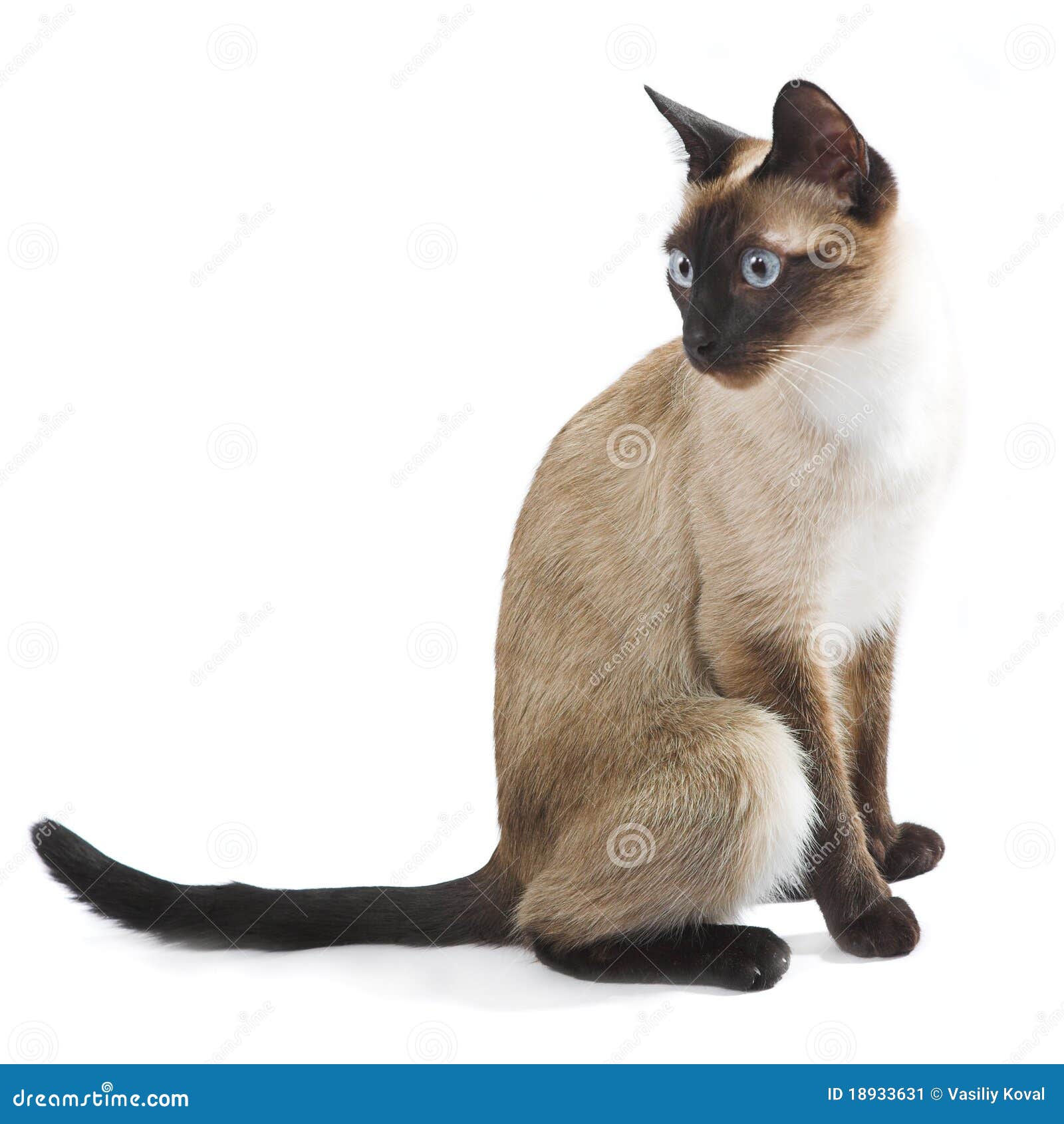 Siamese cat stock image. Image of siamese, purebred, expression - 18933631