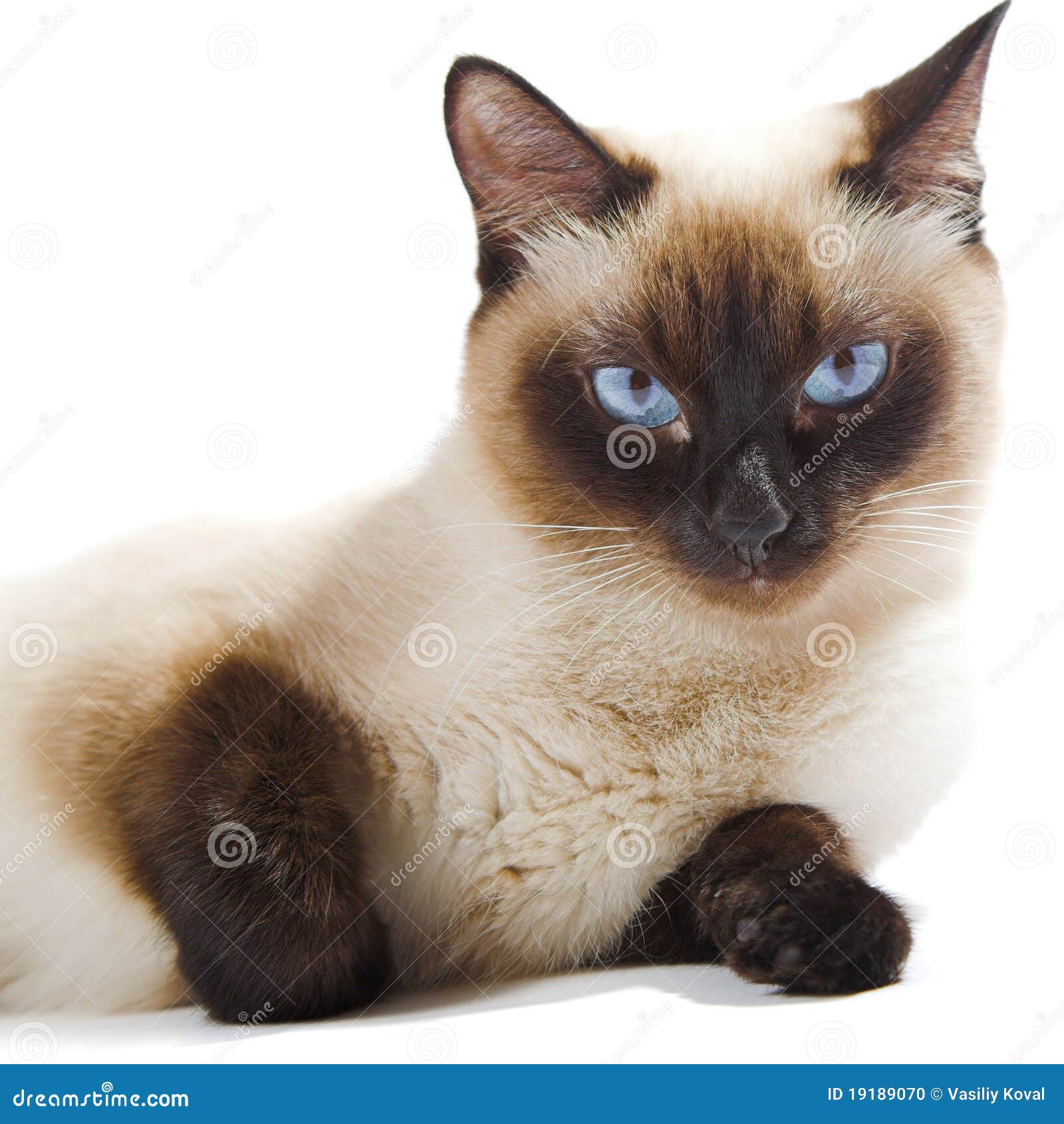 Siamese Cat Stock Photography | CartoonDealer.com #50849858