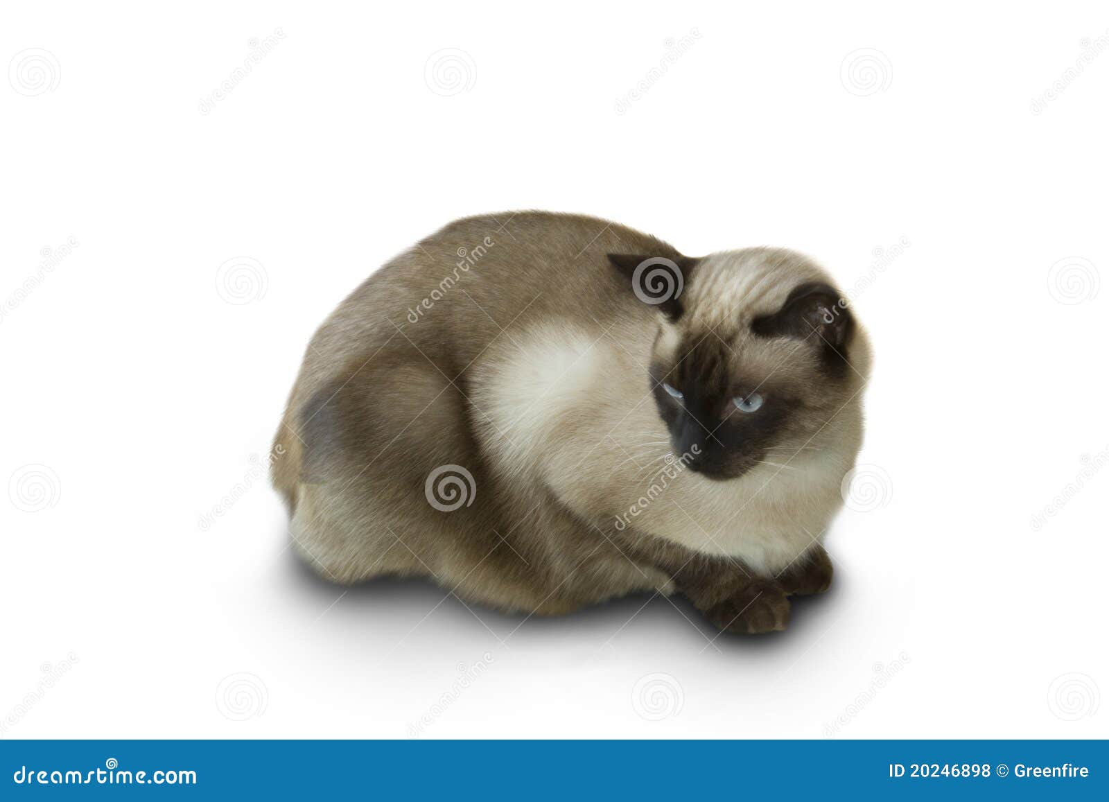 Siamese Cat stock photo. Image of feline, individuality - 20246898