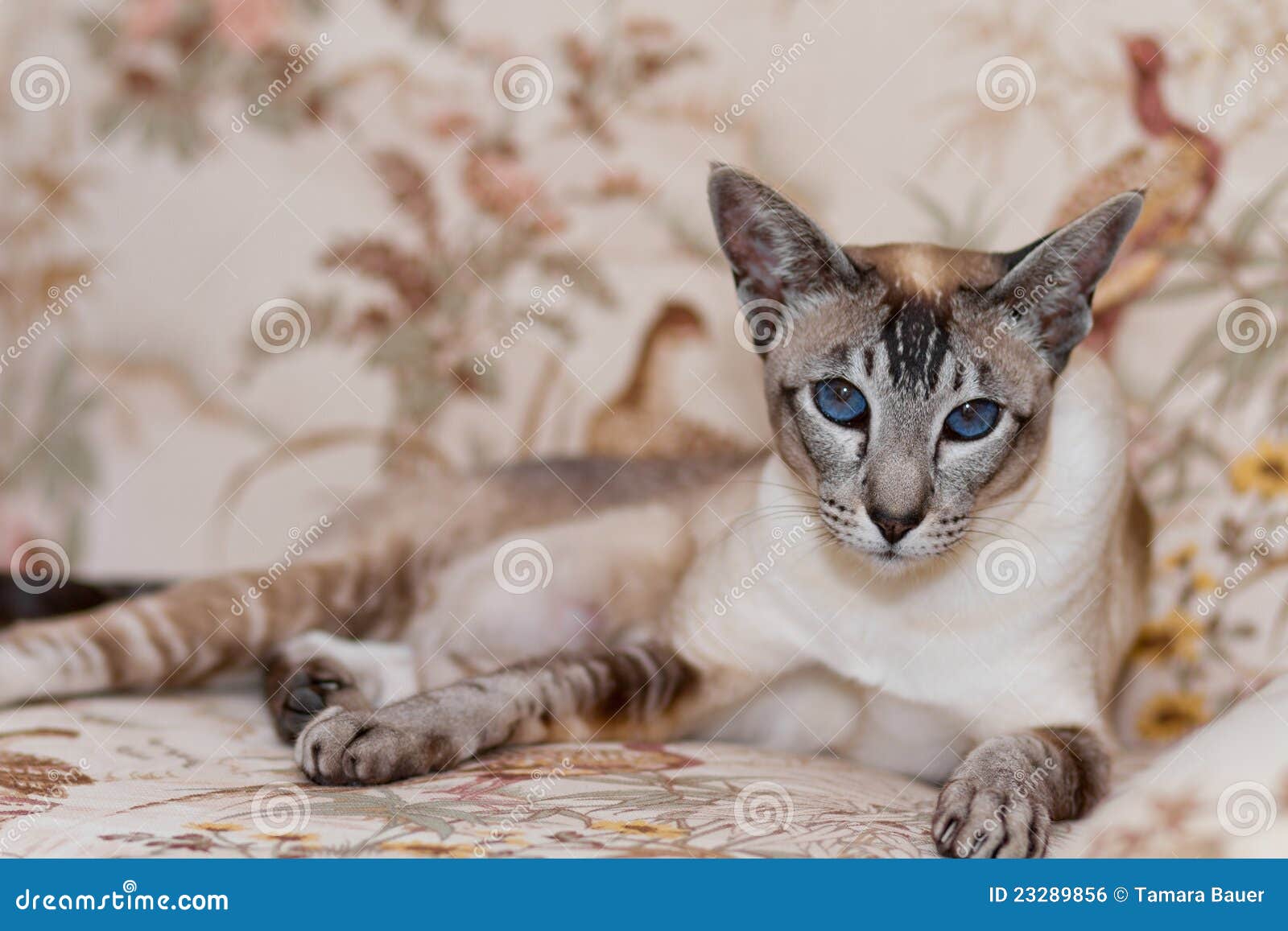 Siamese cat stock photo. Image of blue, breed, siamese - 23289856