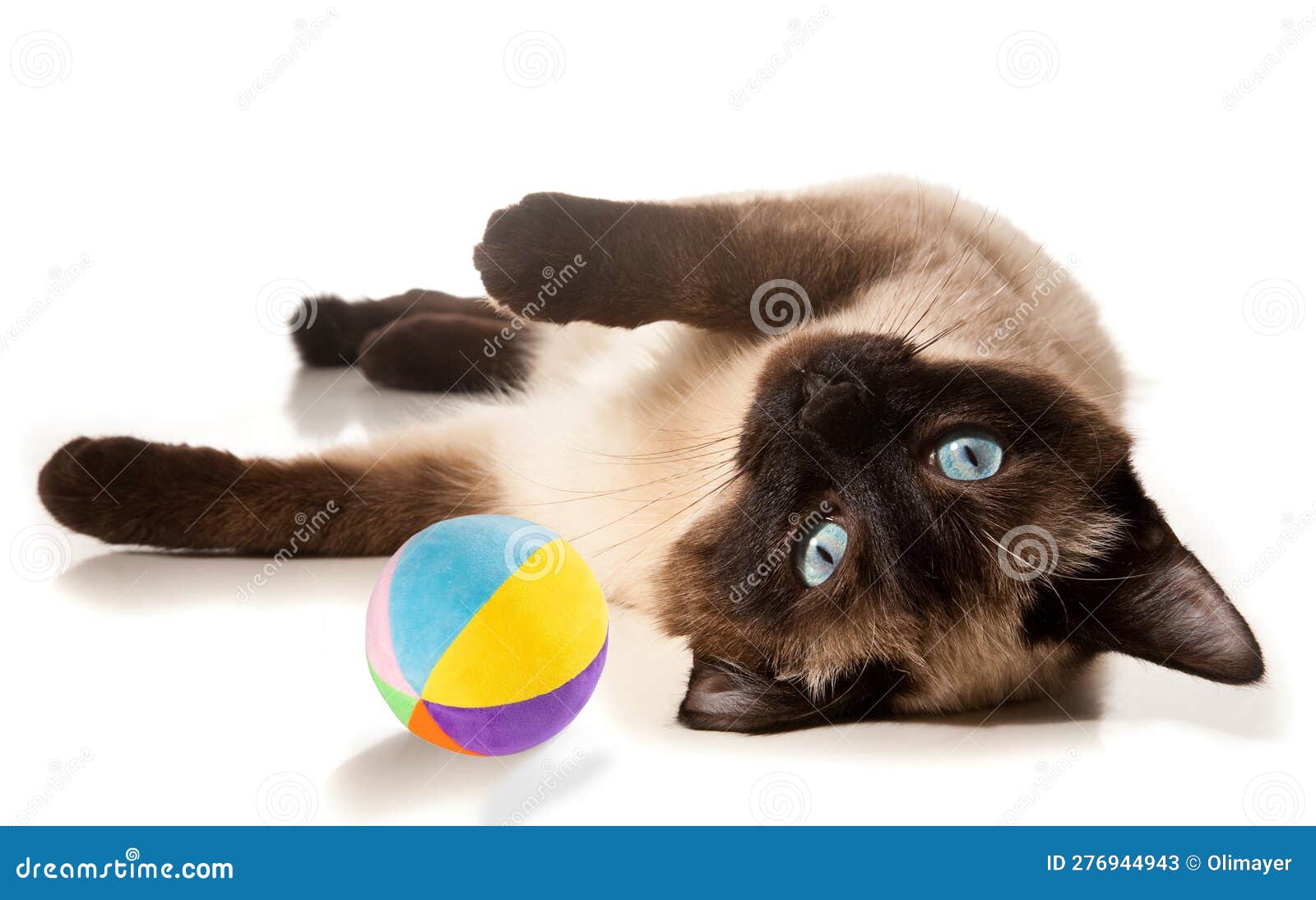 Beautiful Blueeyed Adult Siamese Cat Playing Lazy Stock Image - Image ...
