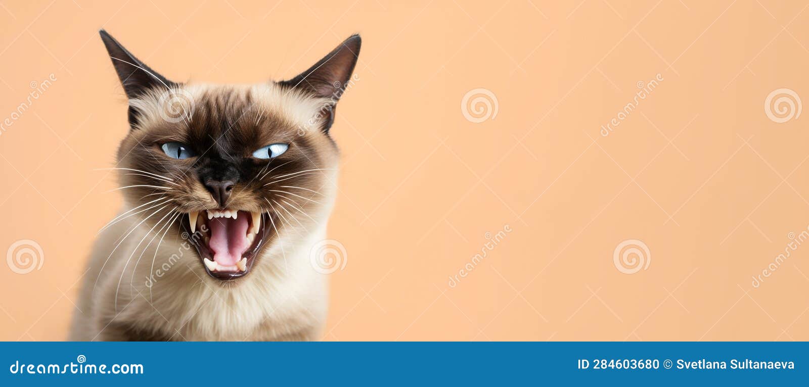 Siamese Cat with an Angry Expression on an Orange Background Stock ...