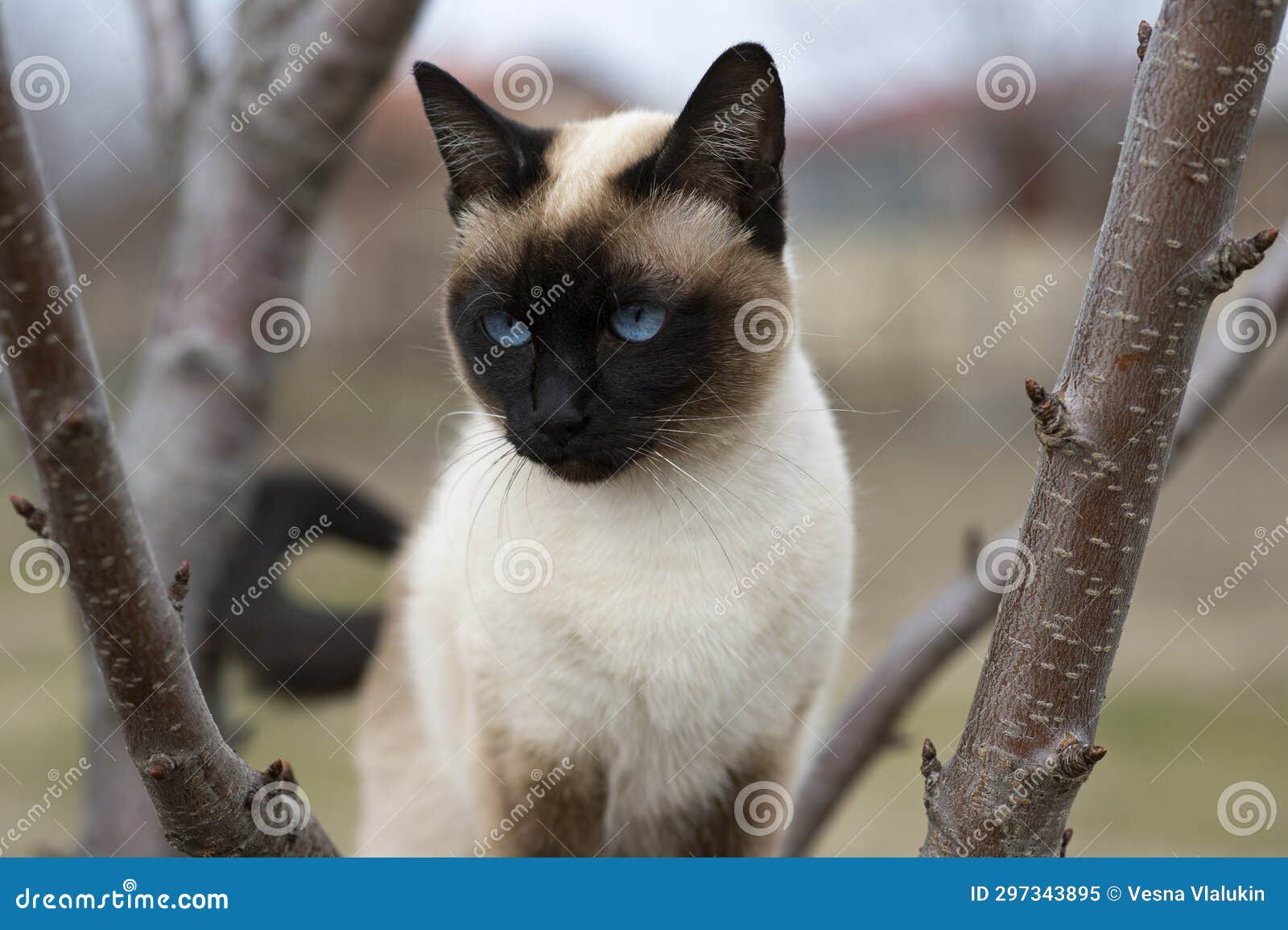 A Siamese Cat with Blue Eyes is Sitting on a Tree Stock Image - Image ...