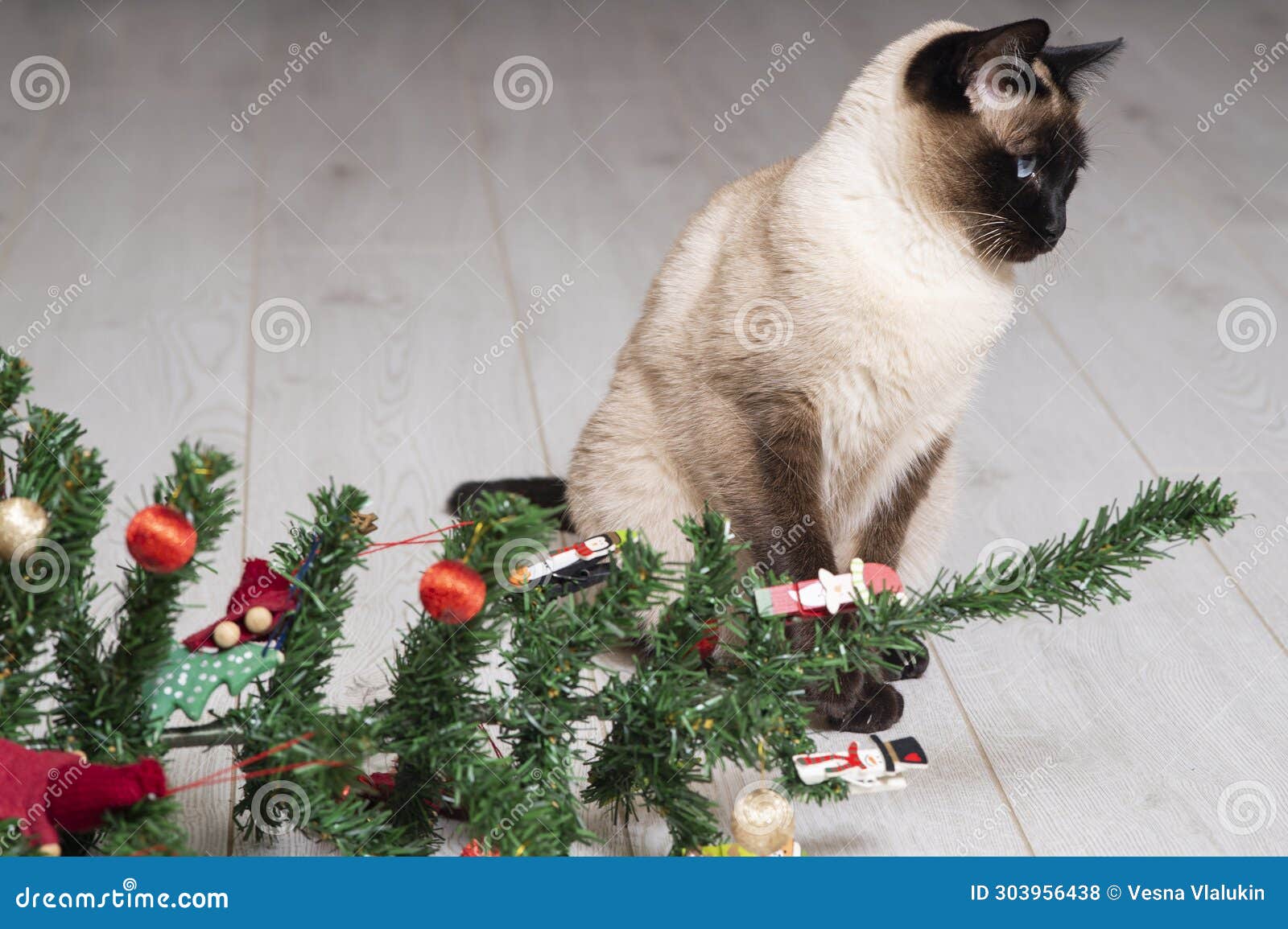 Siamese Cat and Christmas Tree Stock Photo - Image of pine, holidays ...