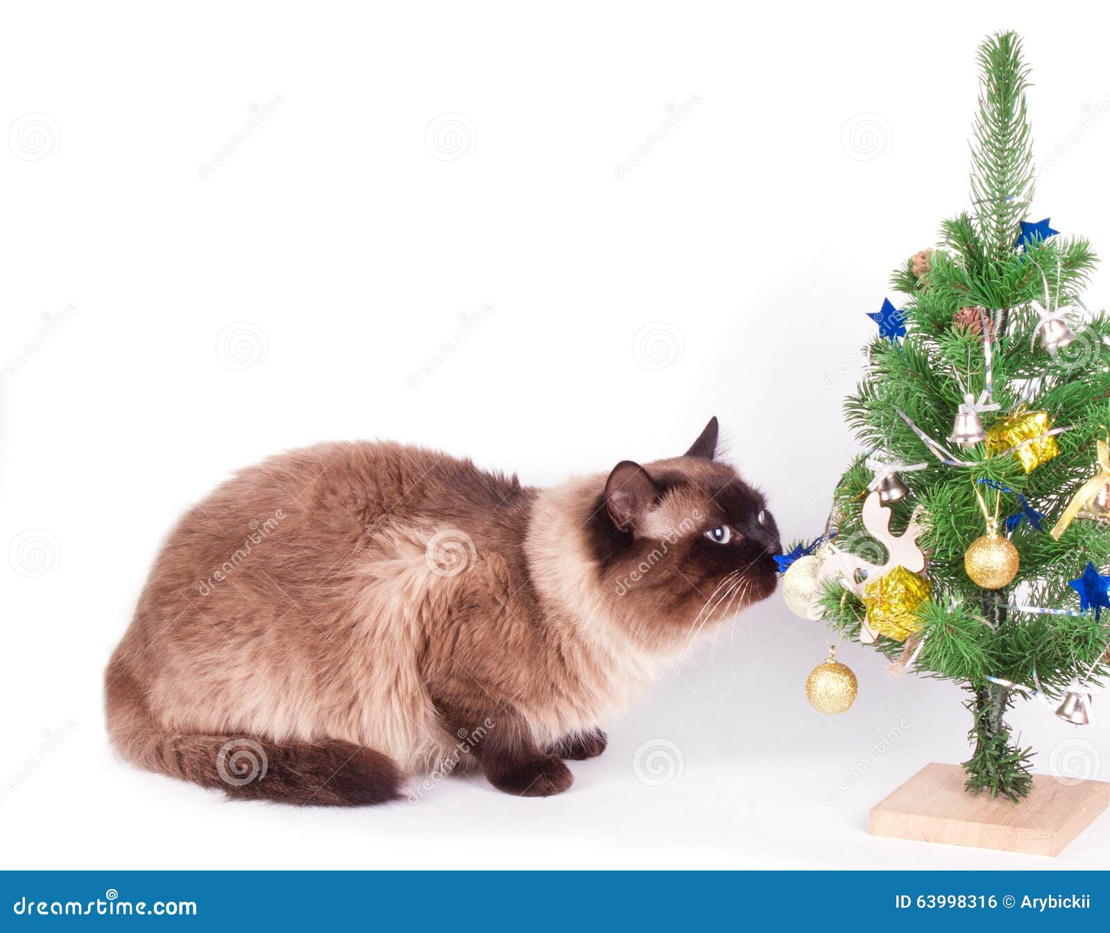 Siamese Cat with Decorations Stock Photo - Image of pussycat, charming ...