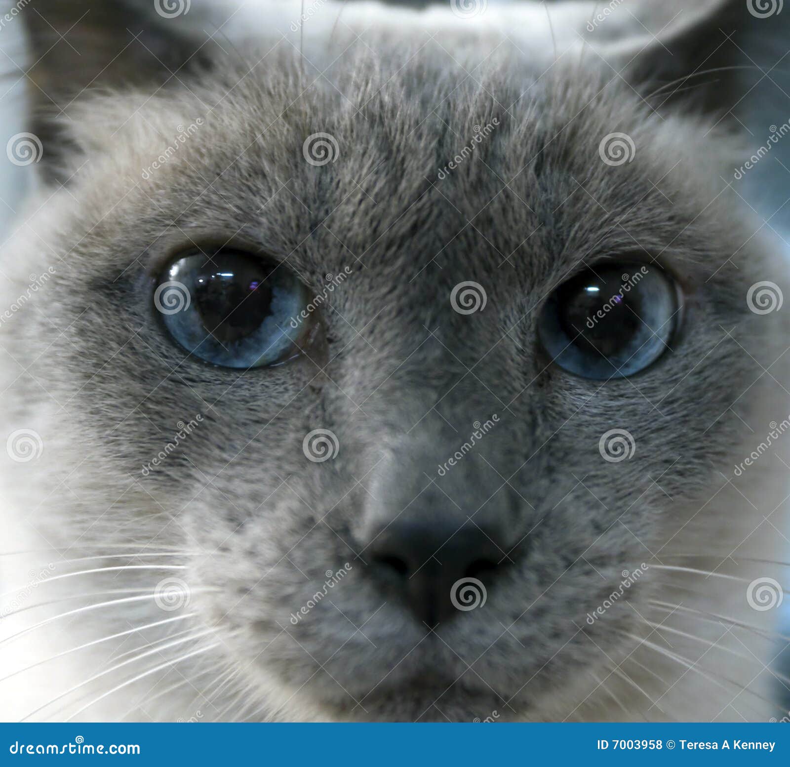 Siamese Cat Face stock photo. Image of closeup, eyes, emotions - 7003958
