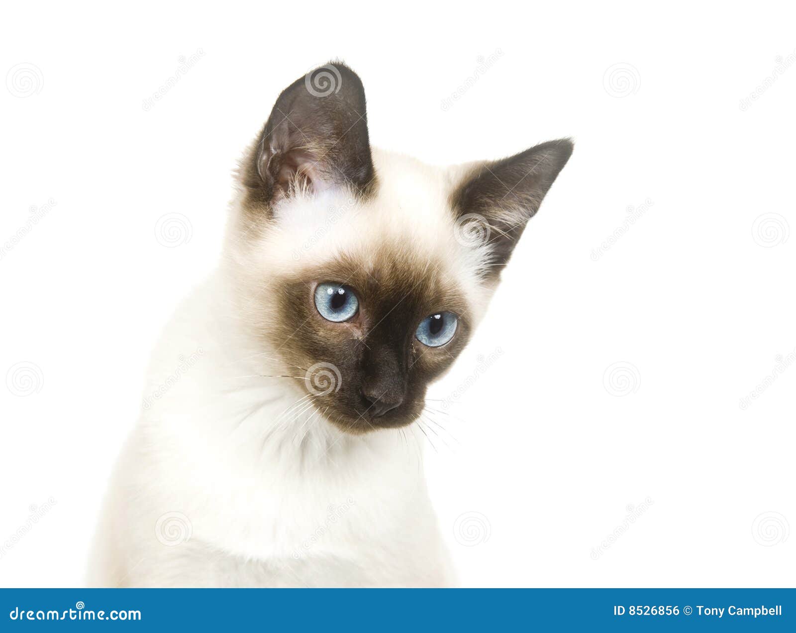 Siamese cat face stock photo. Image of eyes, kitty, ears - 8526856