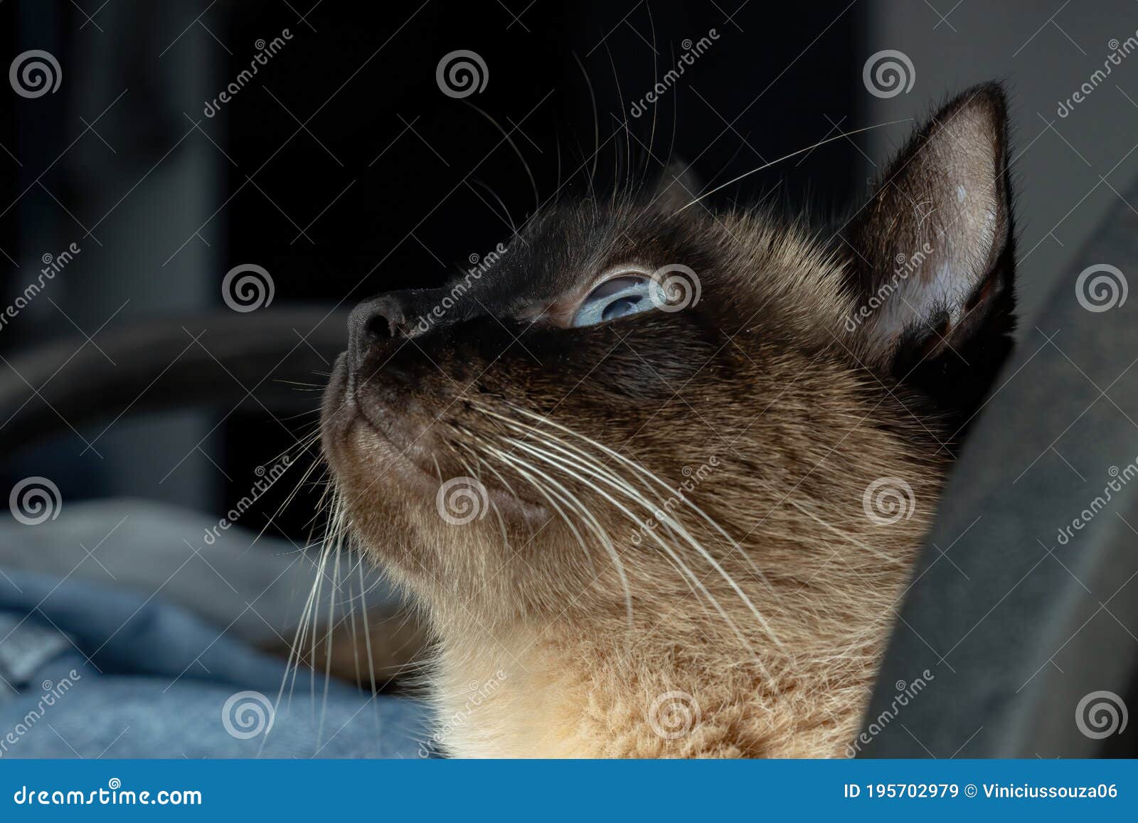 Siamese cat stock image. Image of bright, feline, furry - 195702979