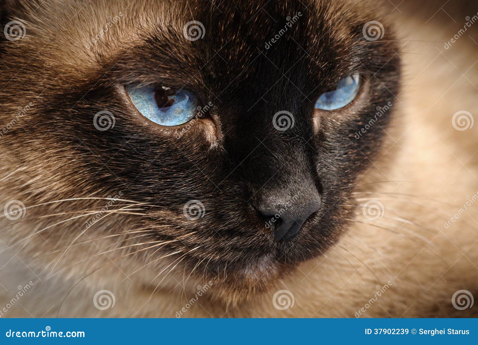Siamese Cat Face Macro Closeup Stock Image - Image of kitty, animal ...