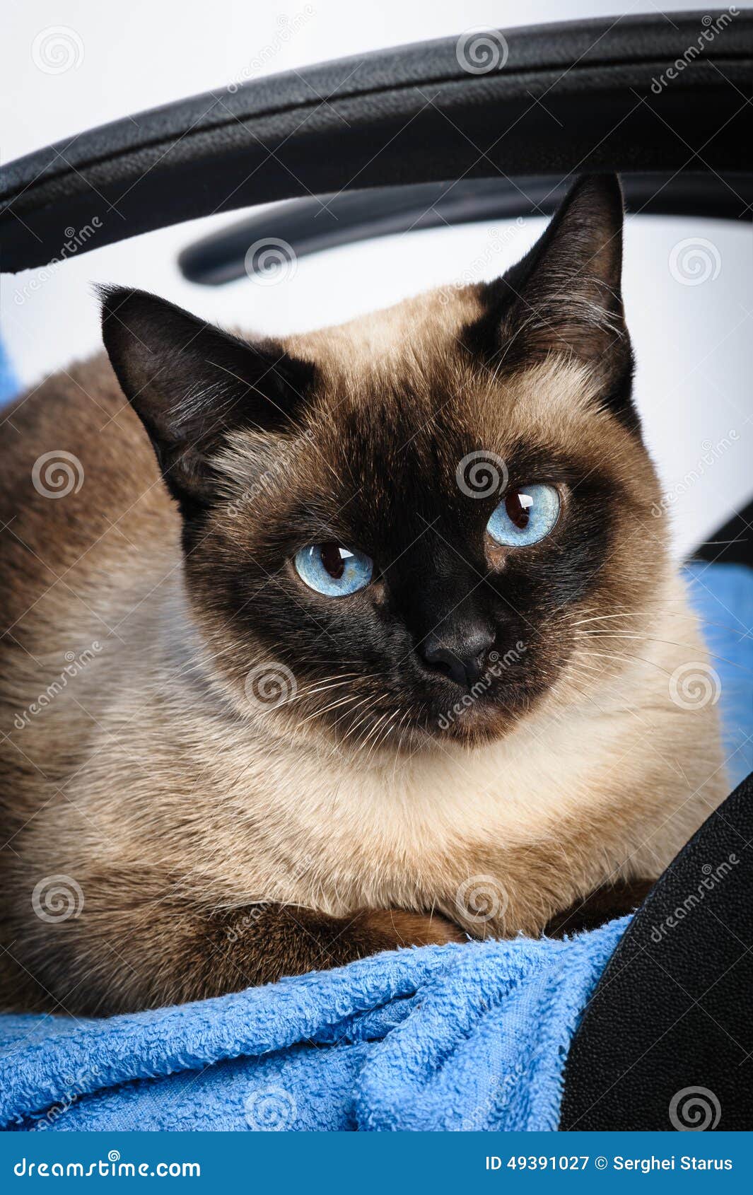 Siamese Cat Face Macro Closeup Stock Image - Image of cyan, extreme ...