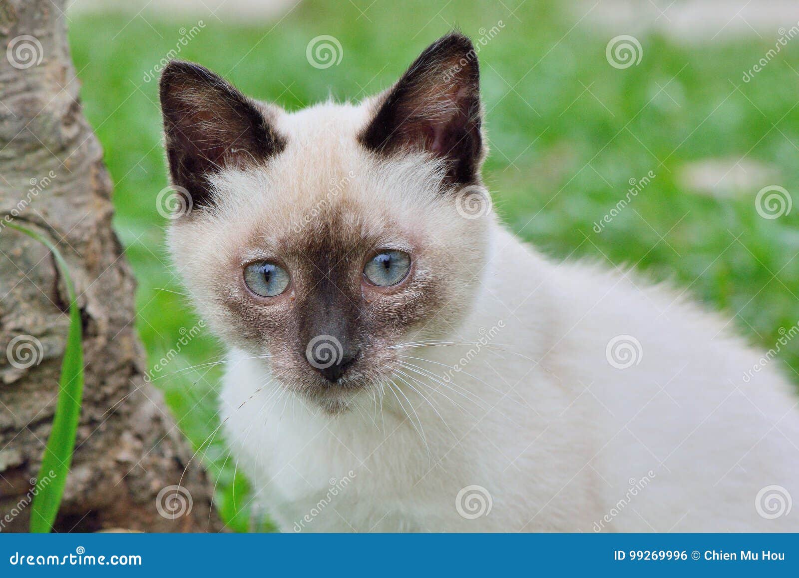 Siamese cat stock photo. Image of brown, companion, hair - 99269996