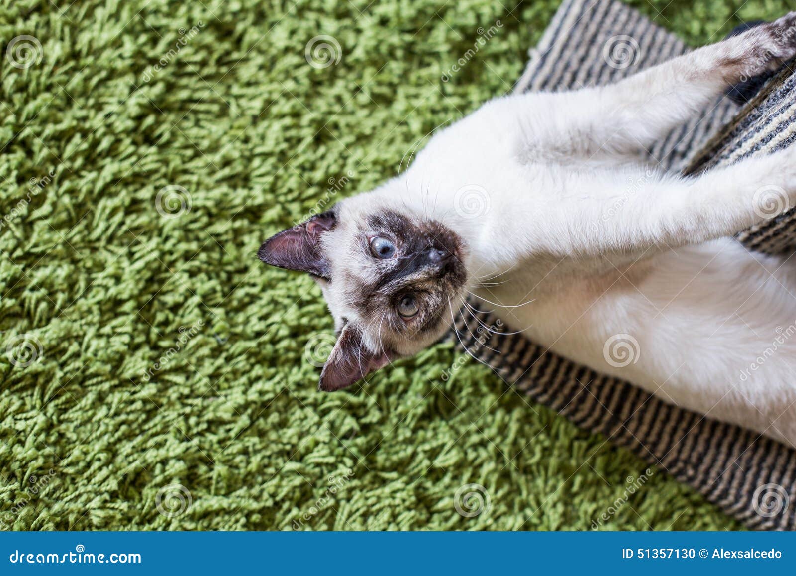 Siamese cat stock photo. Image of lovely, white, funny - 51357130