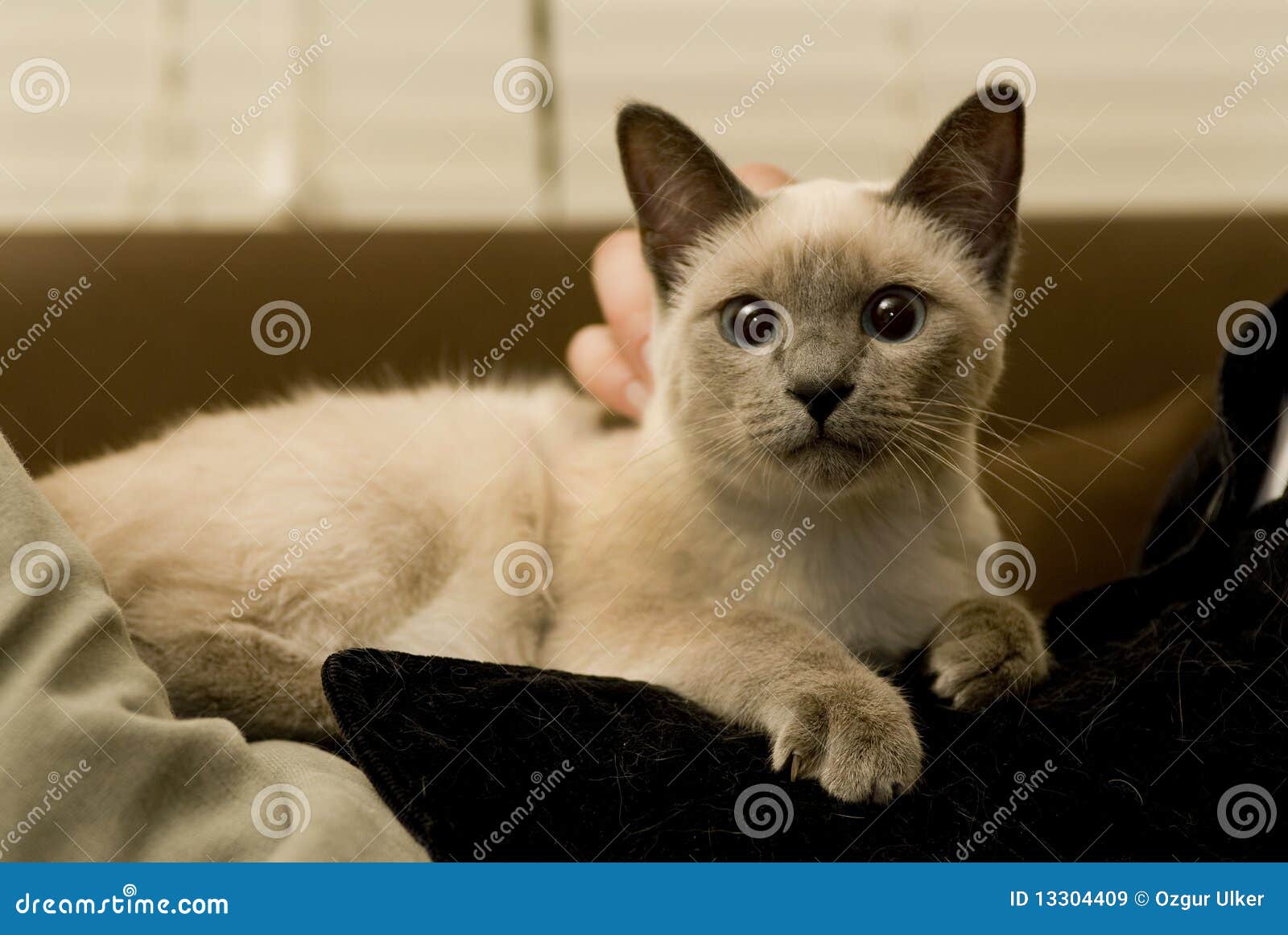 Siamese cat on human lap stock image. Image of erected - 13304409