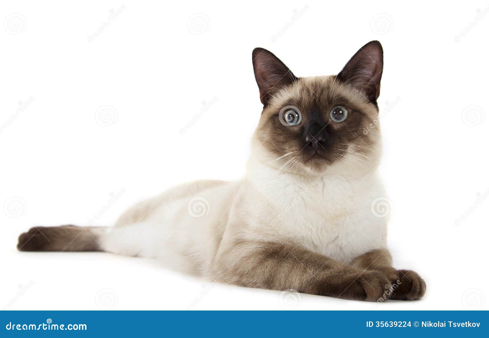 Siamese Cat Meowing Photos - Free & Royalty-Free Stock Photos from ...