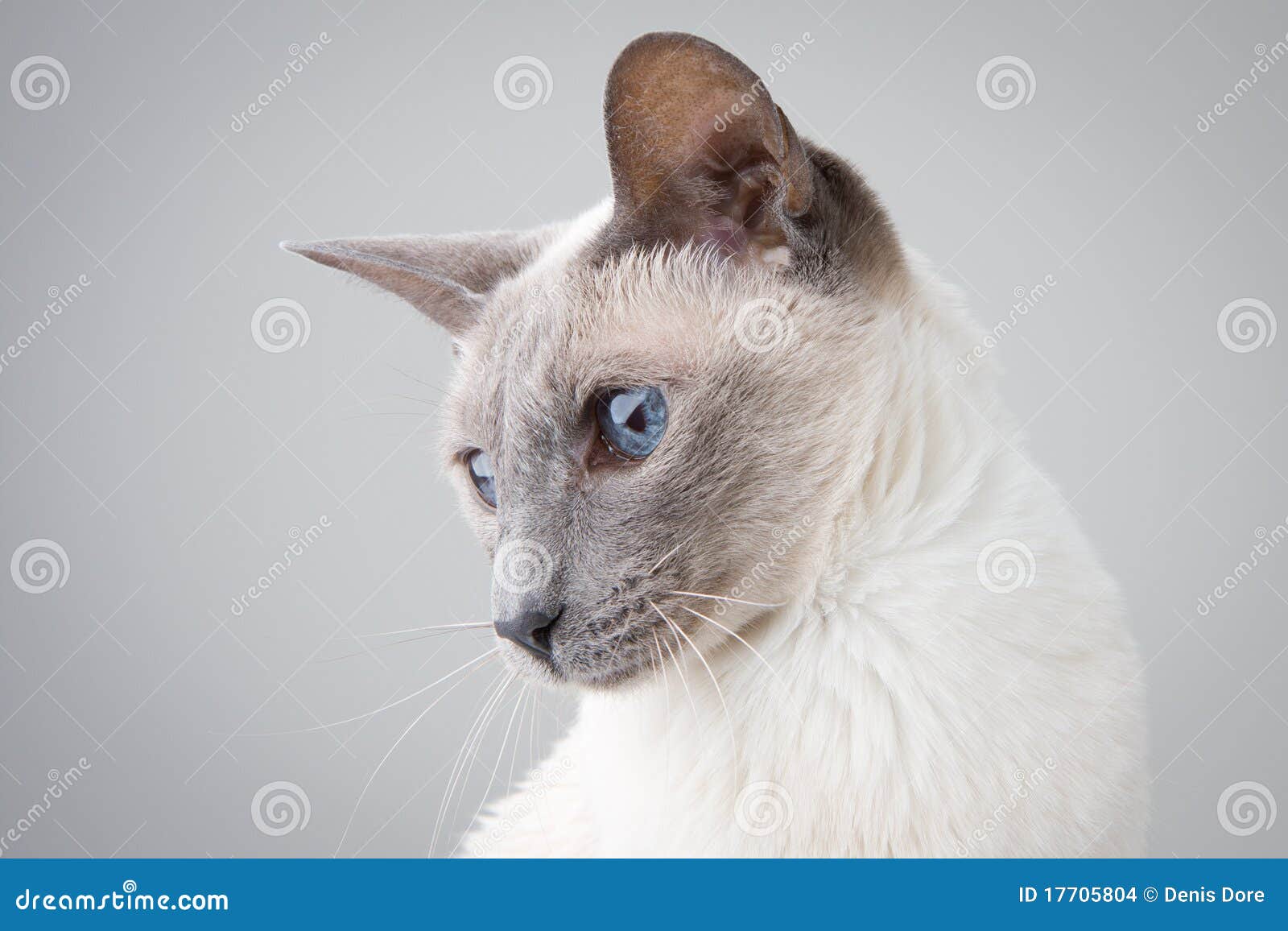 Siamese Cat Left Profile On Gray Stock Images - Image: 17705804