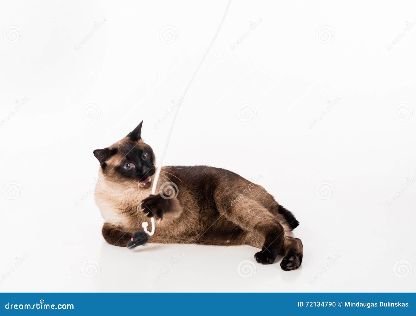 Siamese Cat Lying on the White Desk and Playing with Rope. White ...
