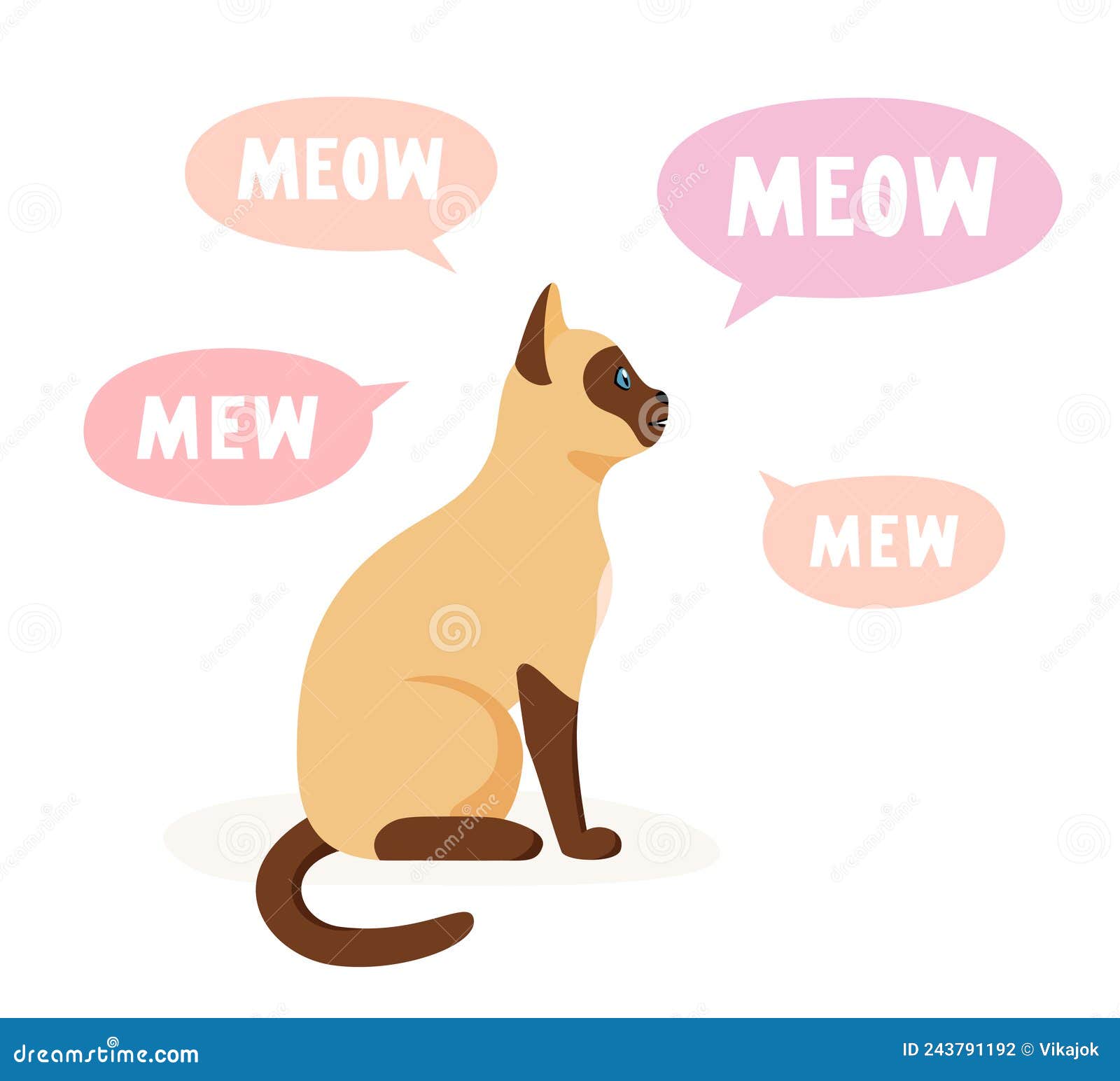 Siamese Cat Meowing And Talking. Talkative Pet Yelling, Yowling And ...