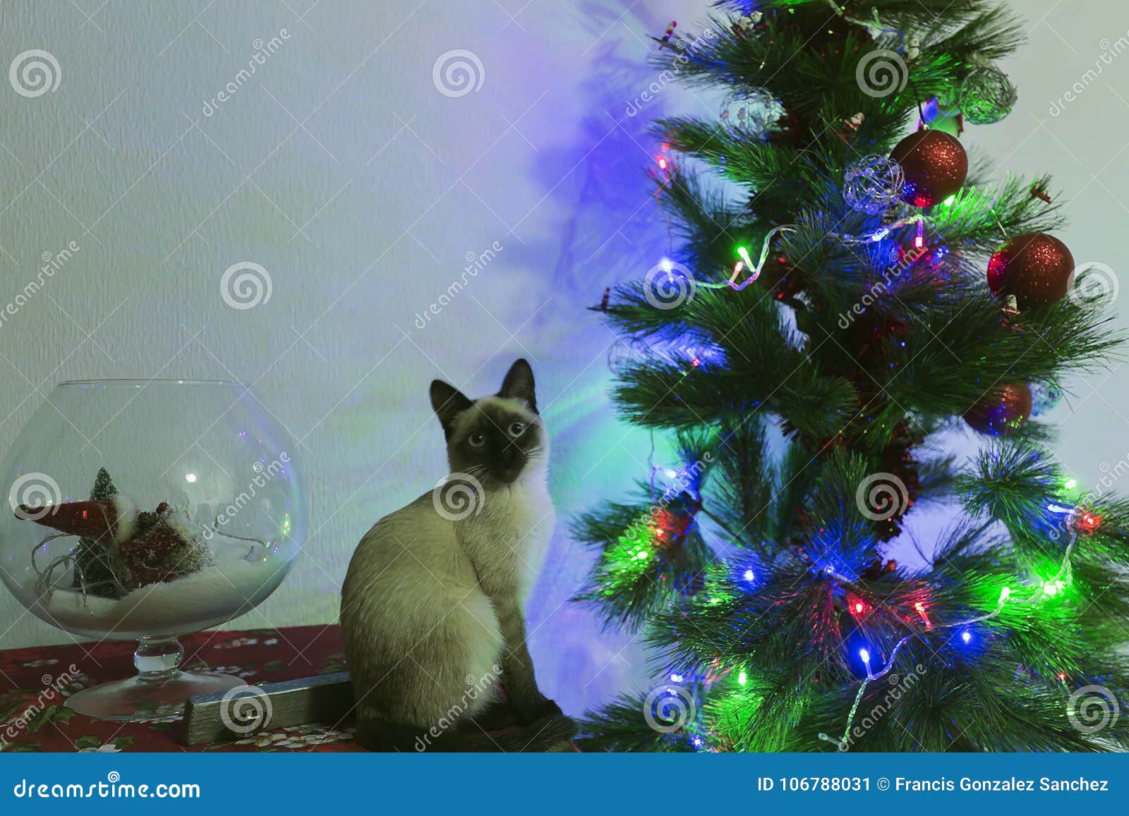 Siamese Cat Next To a Christmas Tree. Stock Image - Image of mammal ...