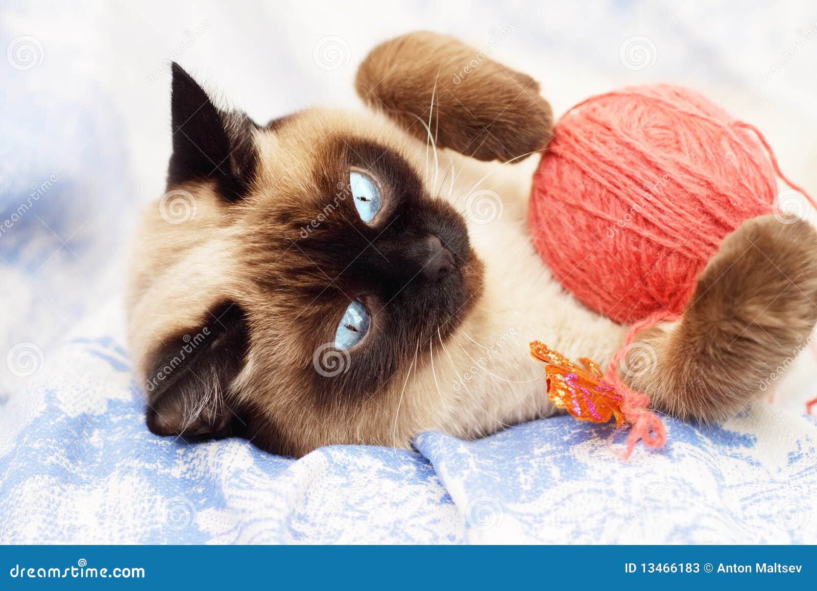 Siamese cat playing stock image. Image of cute, feline - 13466183