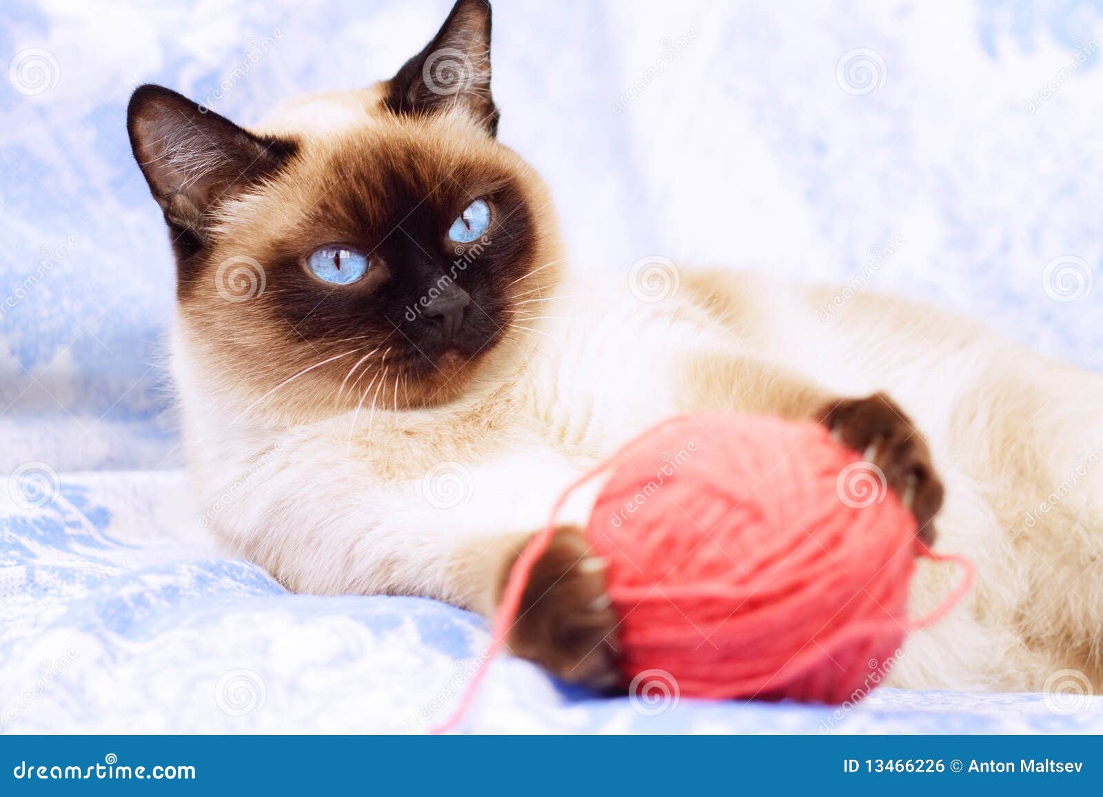 Siamese cat playing stock photo. Image of curious, patterns - 13466226