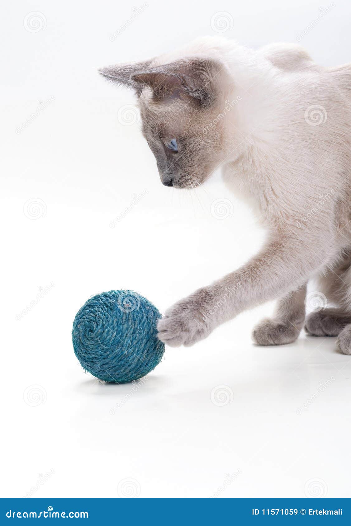 Siamese Cat Playing with Ball Stock Image - Image of eyes, domestic ...