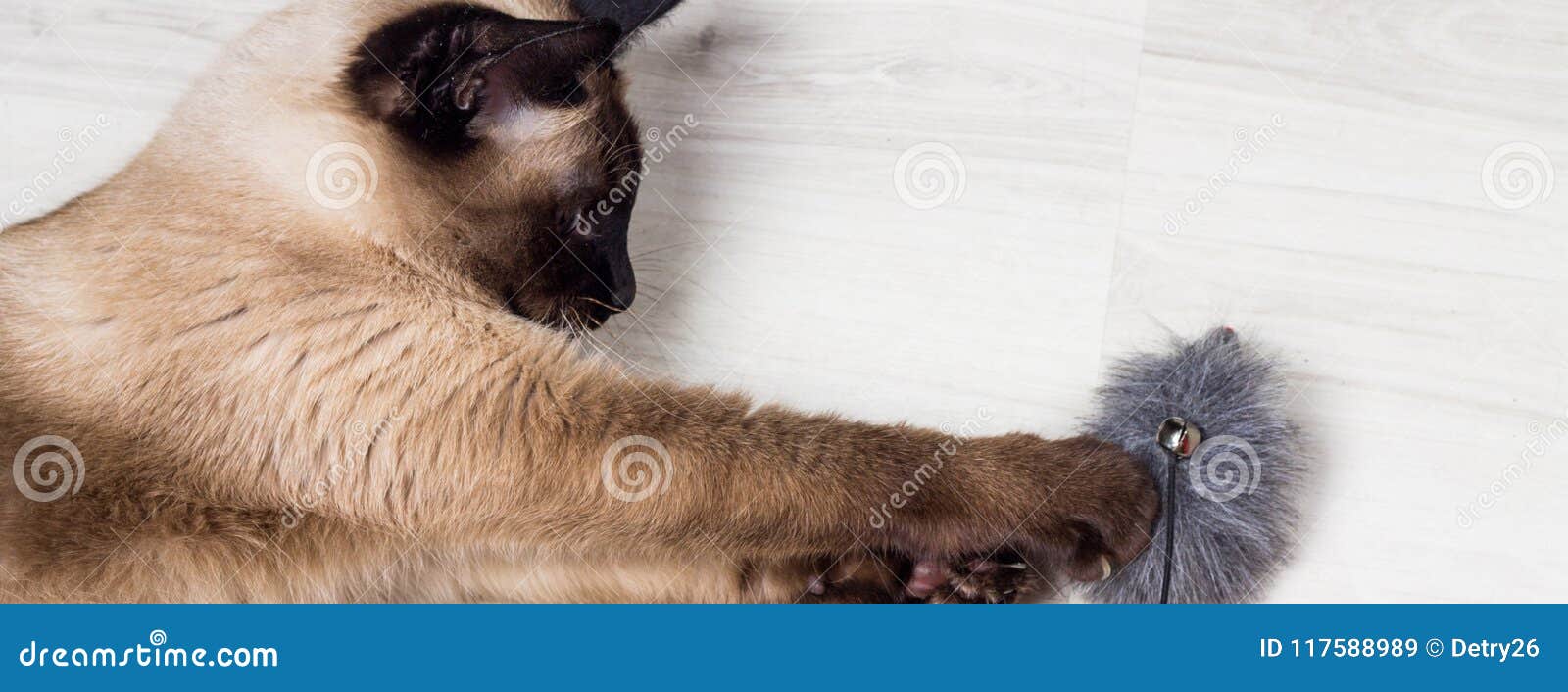 Siamese Cat Playing with a Mouse Stock Image - Image of domestic ...