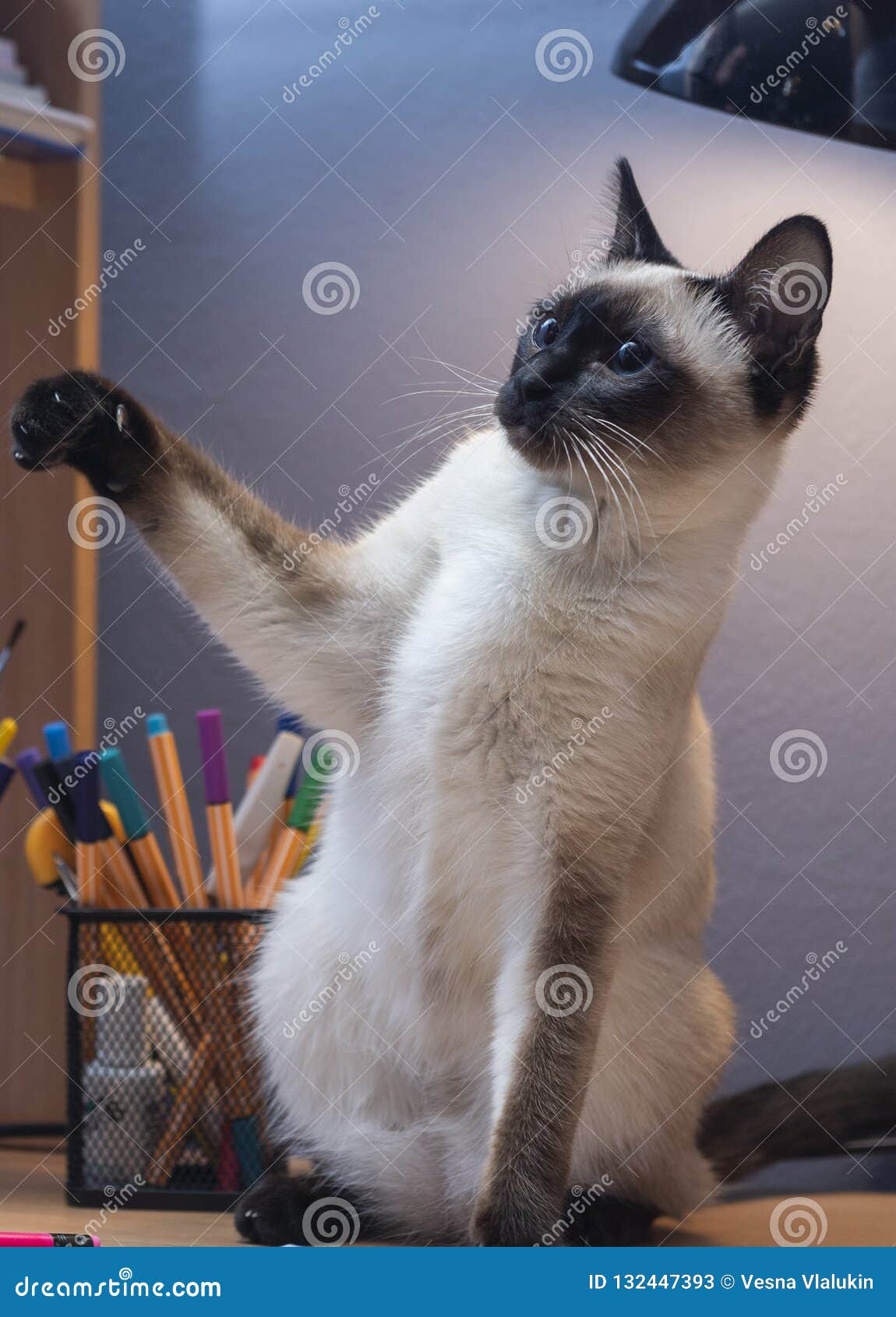 A siamese cat is playing stock image. Image of game - 132447393