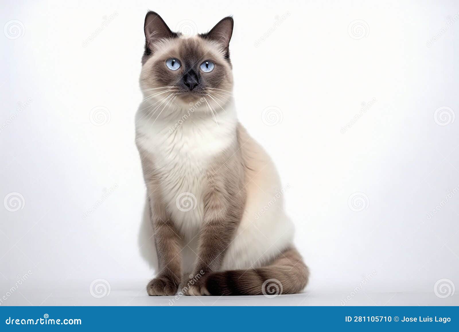 Siamese Cat Posing in Studio on White Background Stock Illustration ...