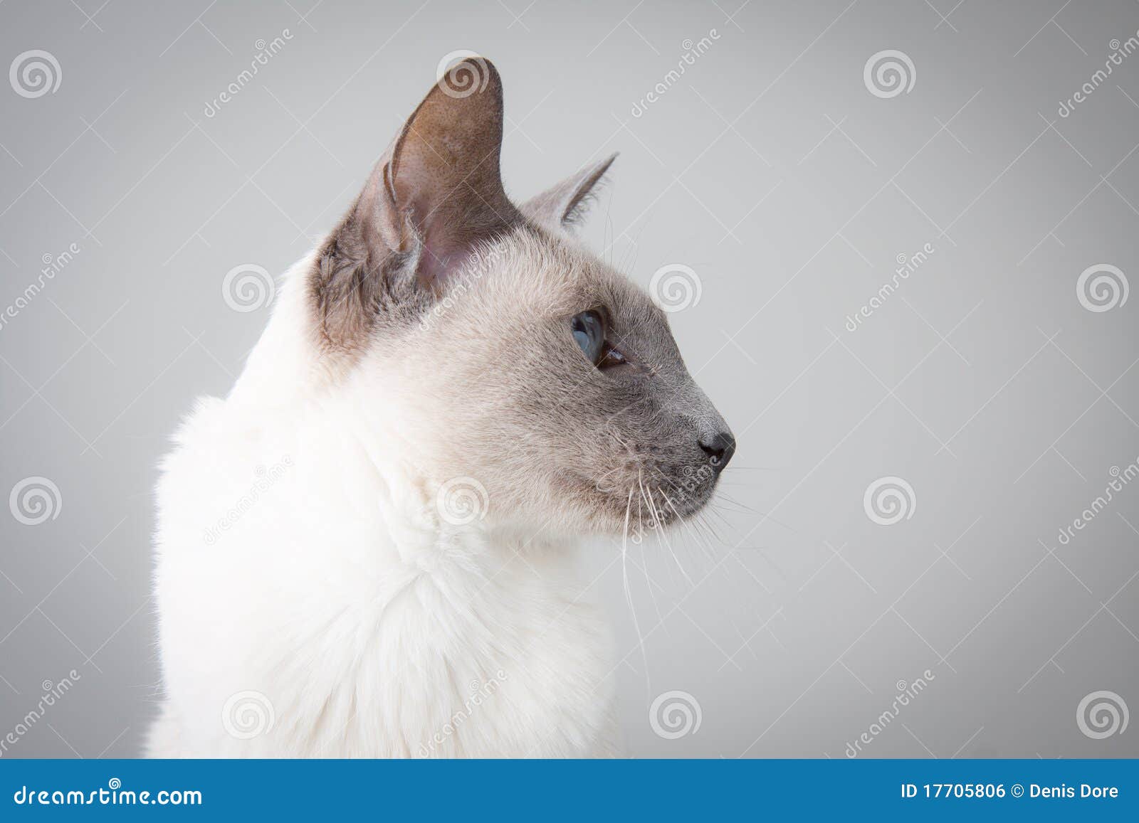 Siamese Cat Profile on Gray Stock Photo - Image of pedigreed, looking ...