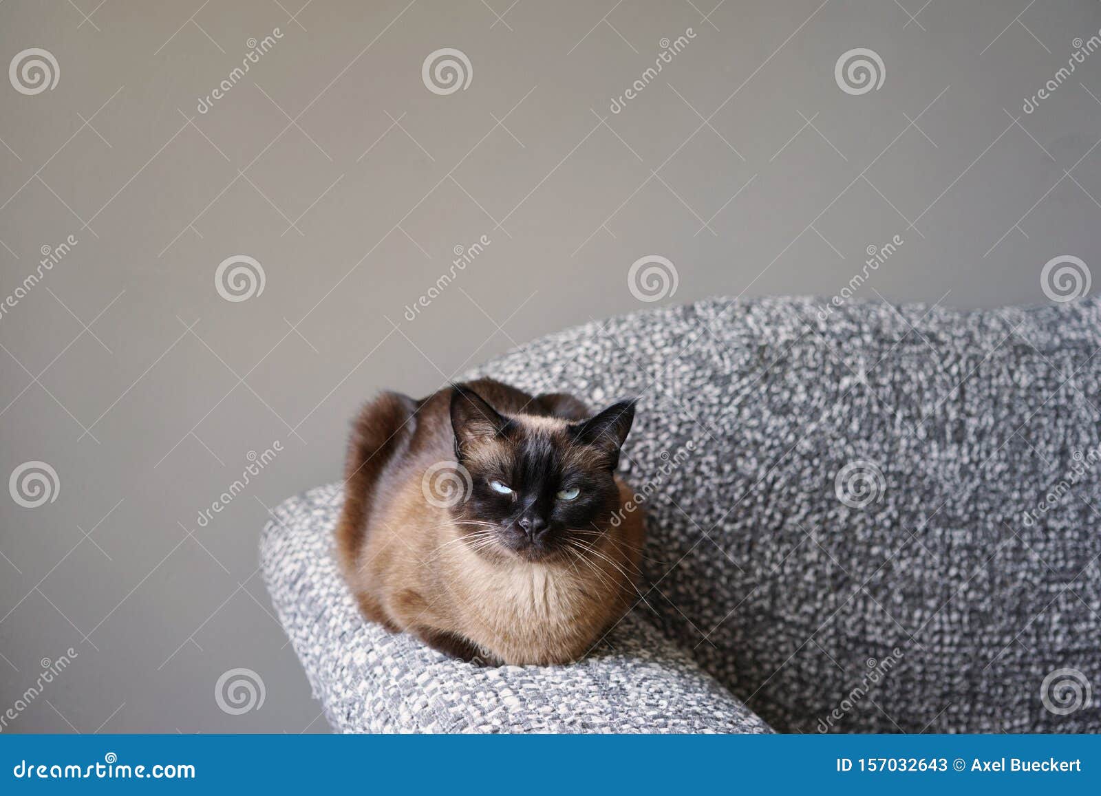 Real Siamese Algae Eater Catfish Crossocheilus Oblongus Aquarium Fish ...