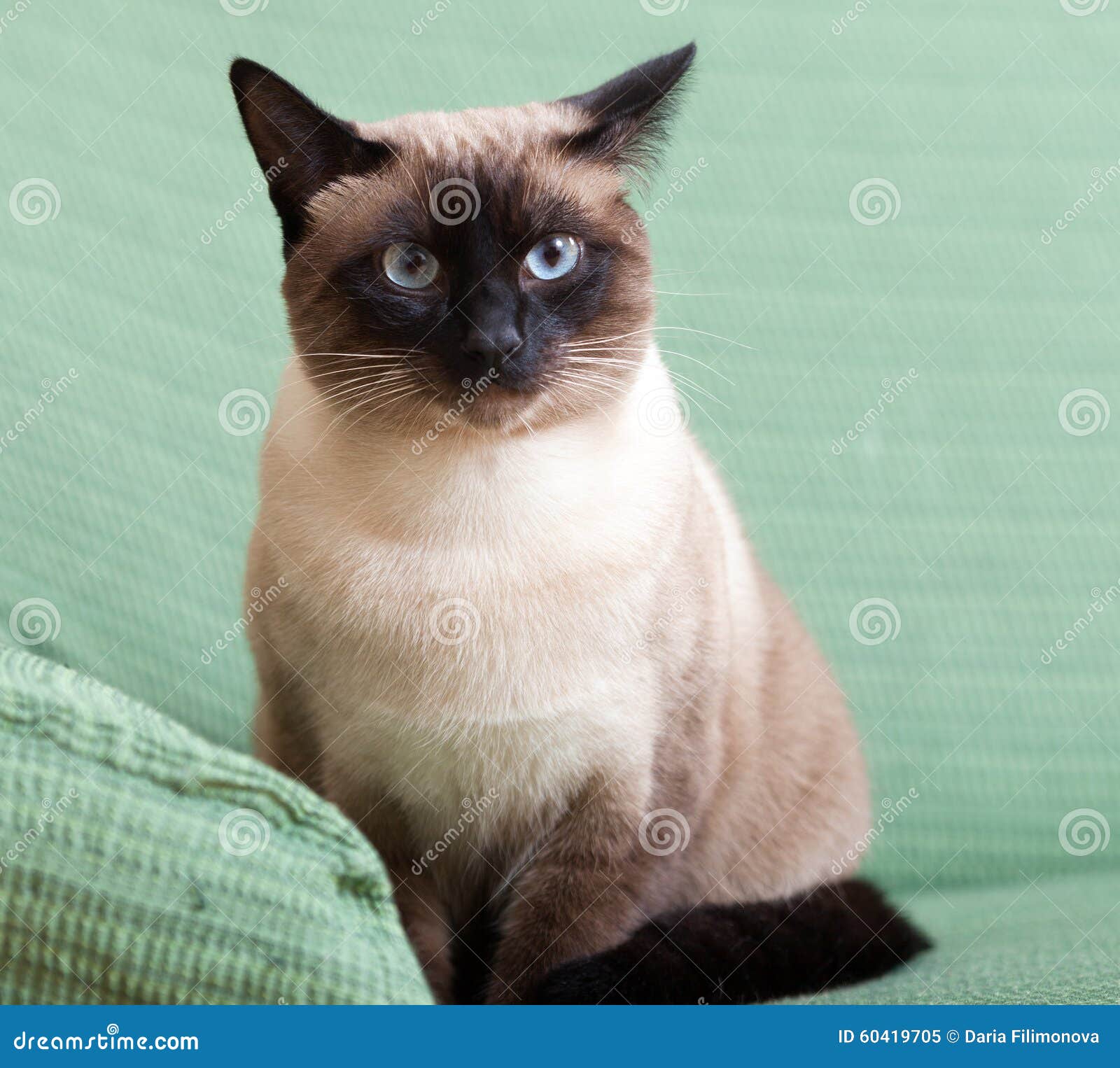 Siamese cat stock image. Image of home, sitting, black - 60419705