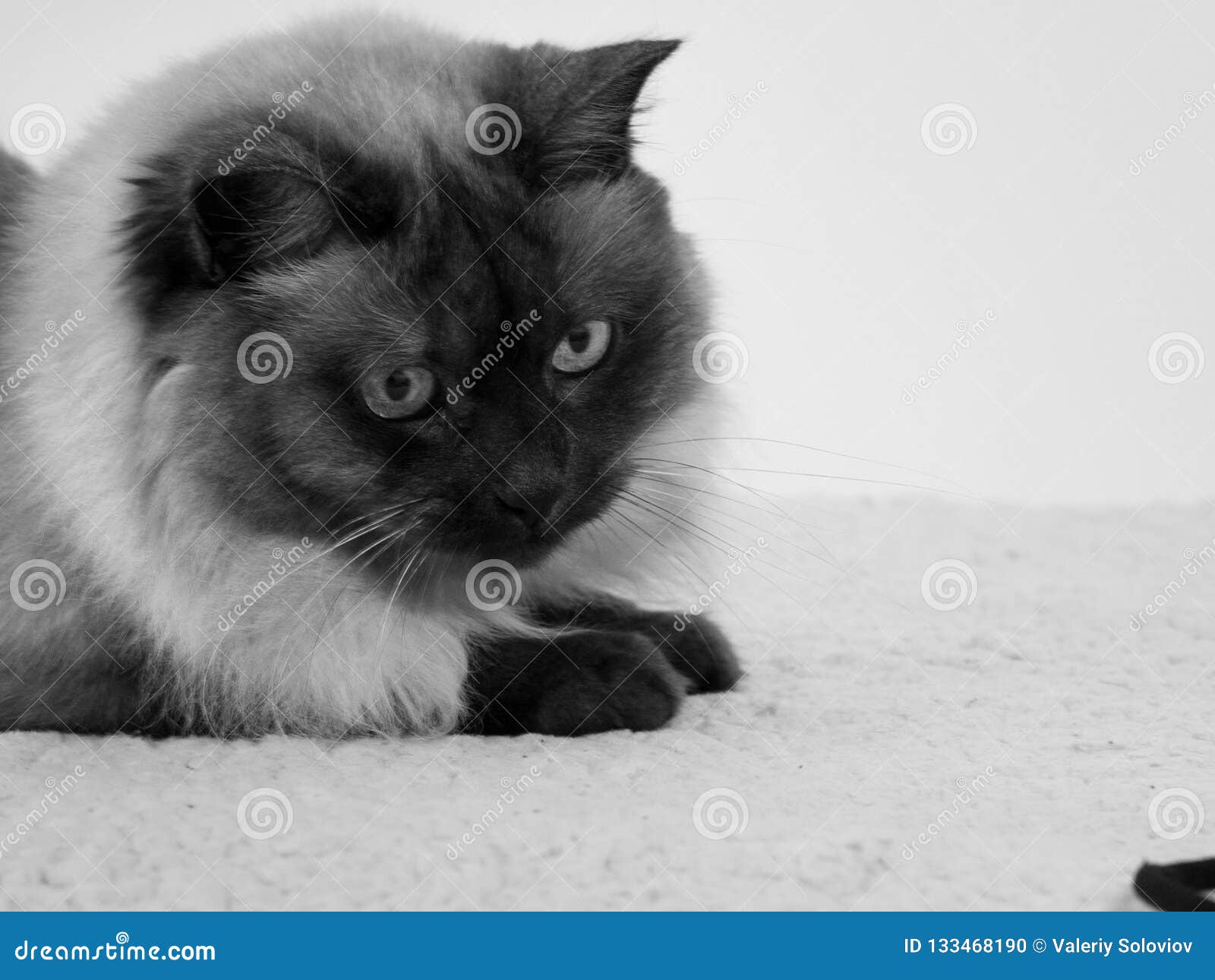 Siamese Cat Resting on Sofa and Sad Stock Photo - Image of hair, baby ...