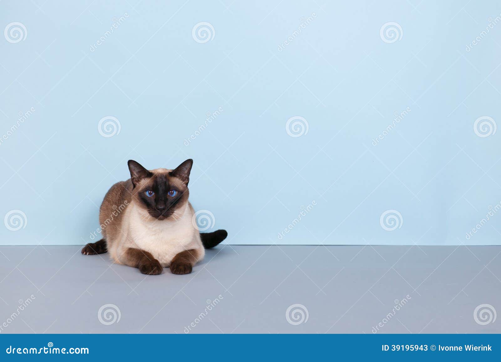 Seal Point Siamese Rats