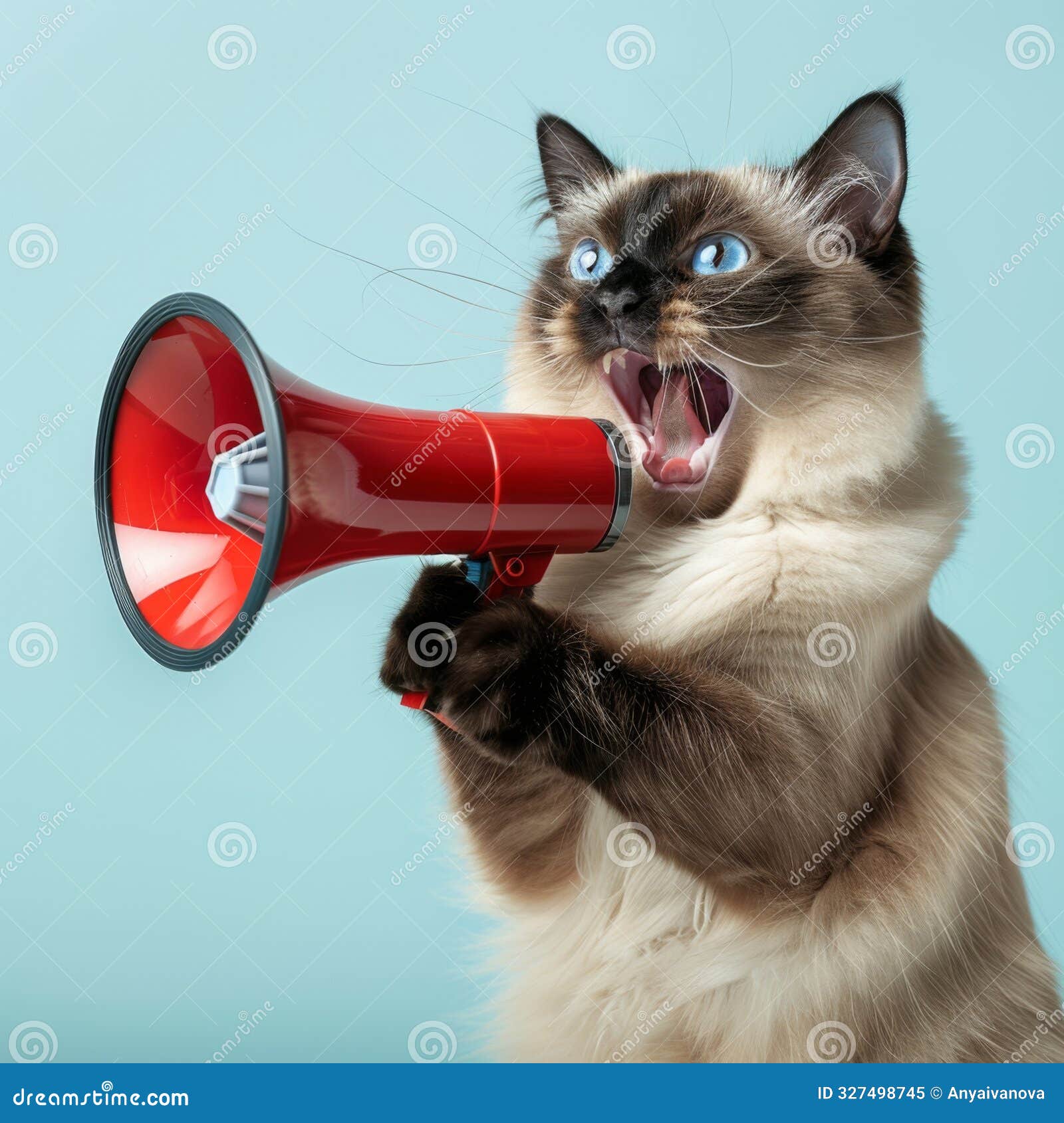 Siamese Cat Shouting through Red Megaphone: Humorous Pet Communicating ...