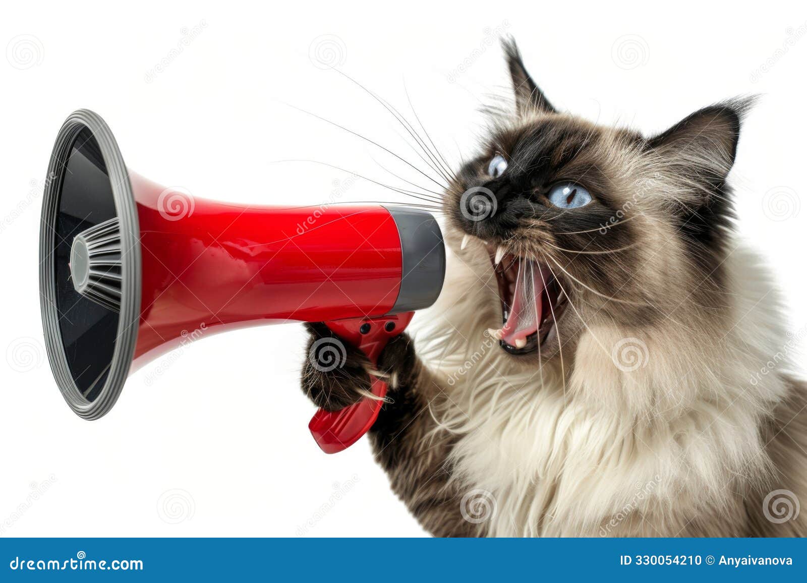 Siamese Cat Shouting through Red Megaphone Isolated on White Background ...