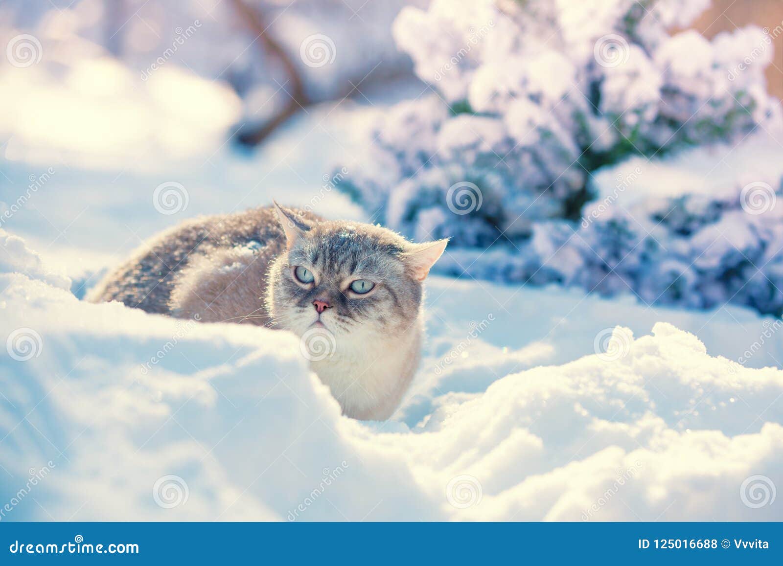 Siamese Cat Sits in Deep Snow Stock Photo - Image of covered, cold ...