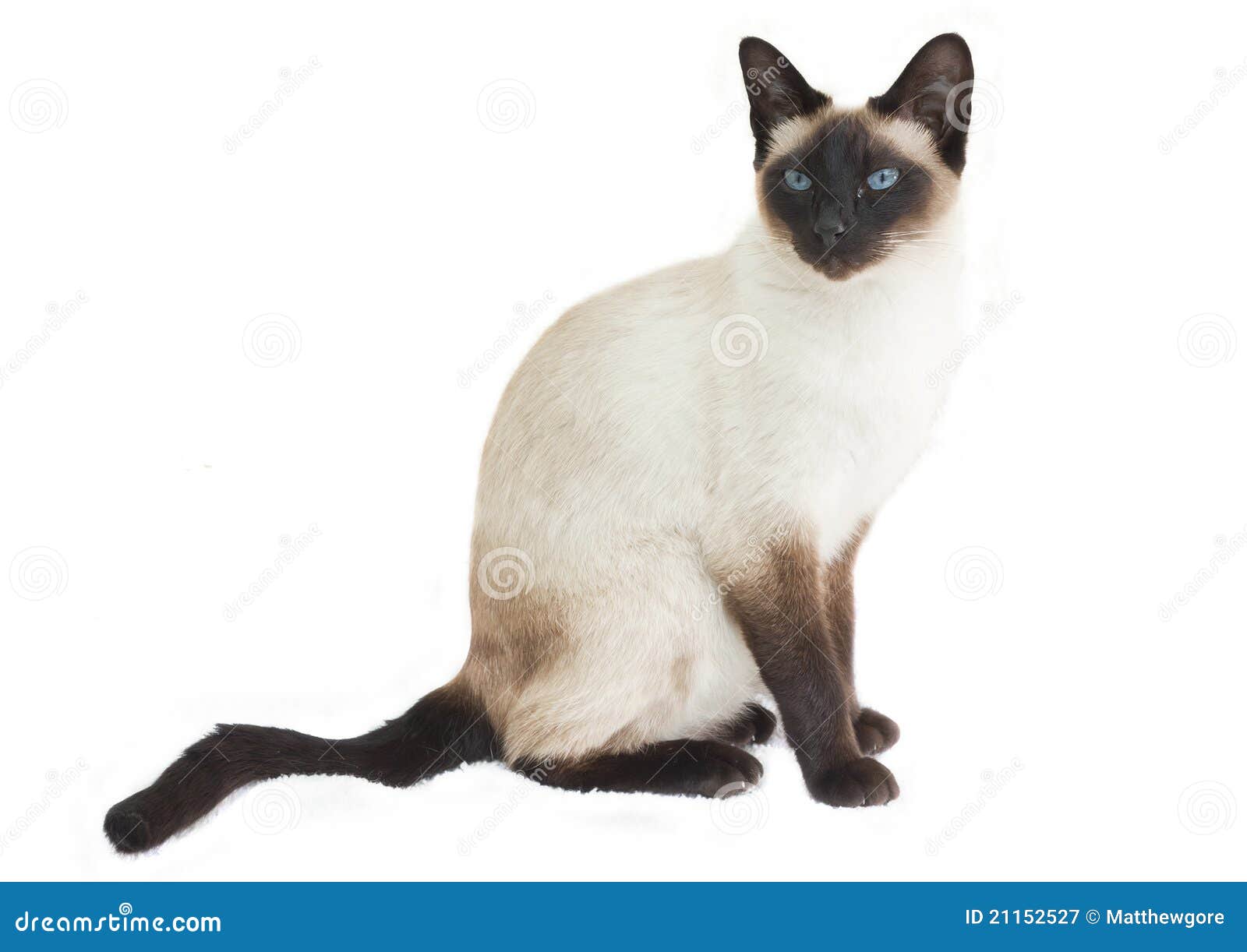 Siamese cat sitting stock image. Image of ears, white - 21152527 Siamese cat sitting stock image. Image of ears, white - 21152527
