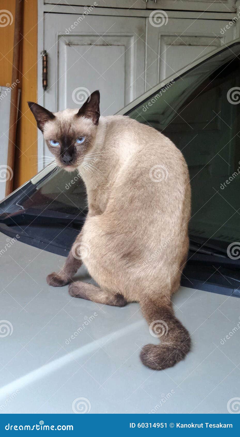 Siamese Cat Sitting on the Car Stock Image - Image of surface, siamese ...