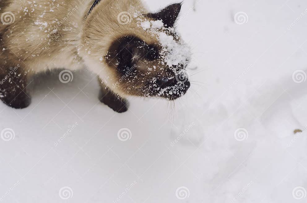 Siamese cat in the snow stock photo. Image of snow, winter - 37083860