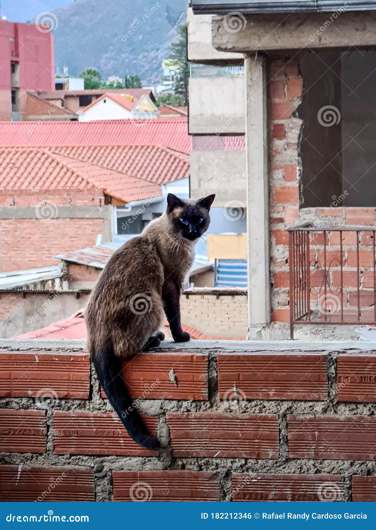 Siamese Cat Standing in the Edge of a Building Stock Photo - Image of ...