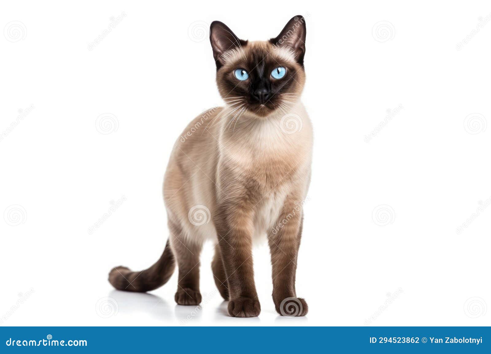 Siamese Cat Stands On A White Background Stock Illustration